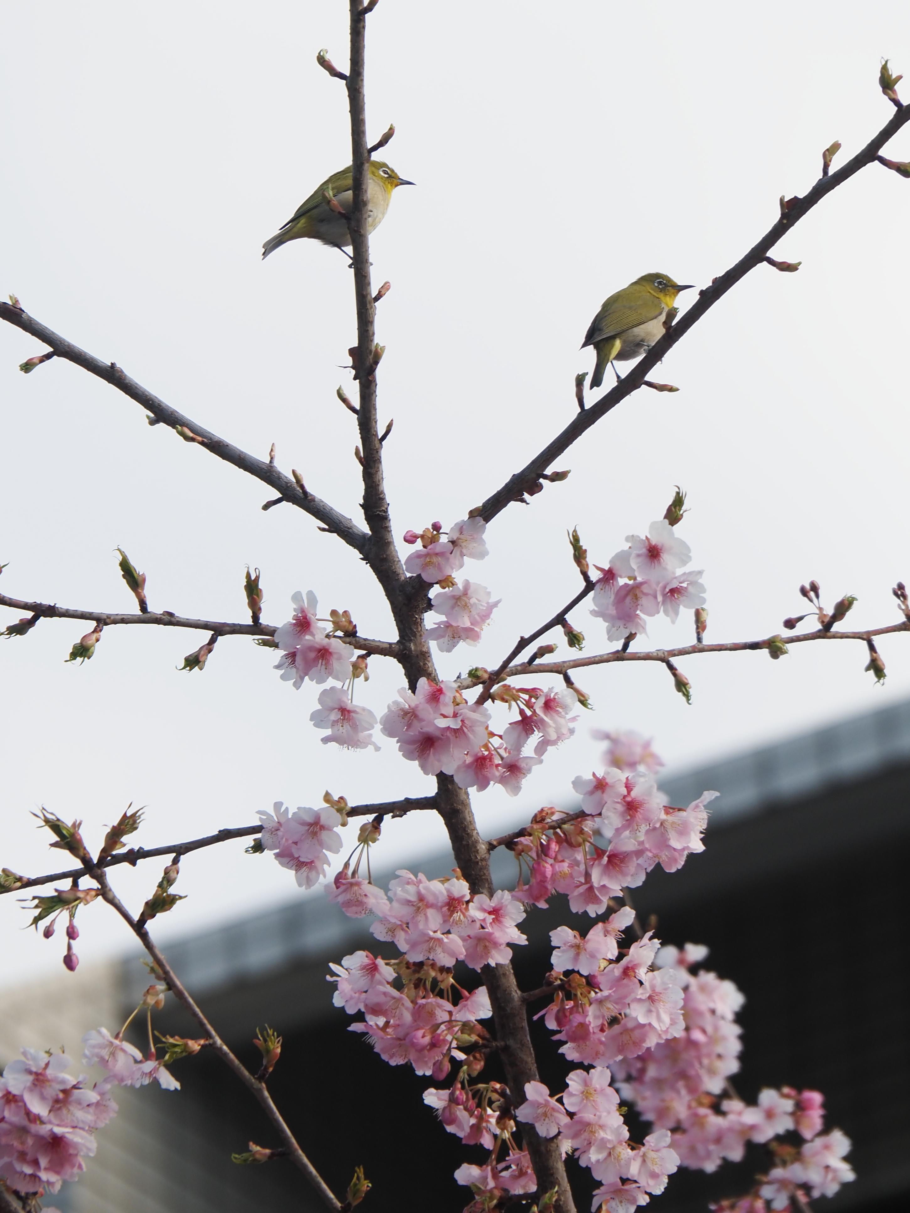 くしゃみ覚悟で近所を散歩してたら野鳥（メ... / Okamonさんのモーメント | YAMAP / ヤマップ