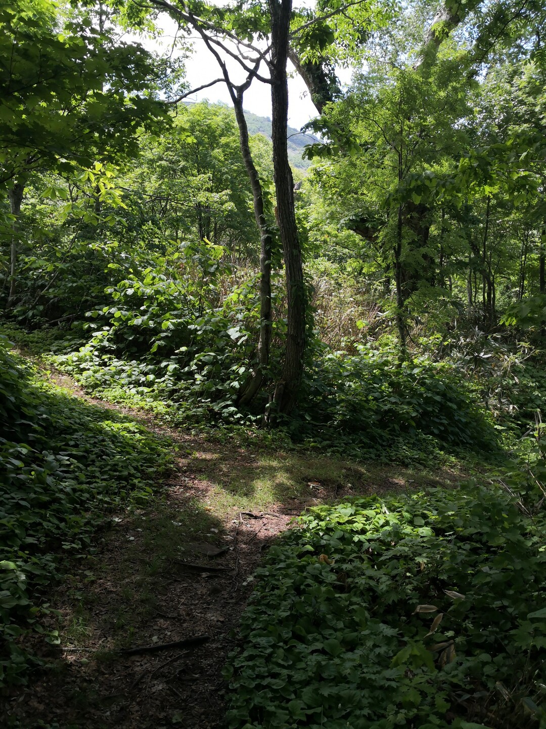 sayuさんの投稿したフィールドメモ | YAMAP / ヤマップ