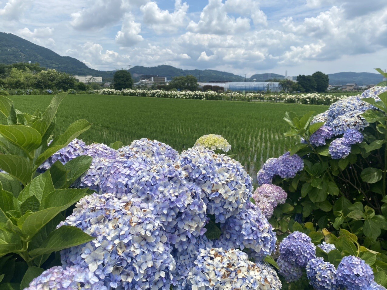 開成町さんぽ。 / 3to4さんの高松山・大野山の活動データ | YAMAP / ヤマップ