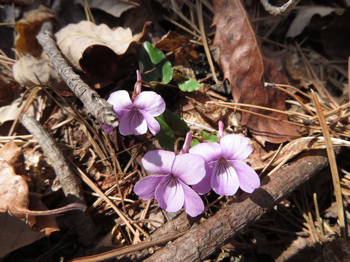 こんなもんで堪忍^^パート2 / 案山子【グレーのタオル】さんのモーメント | YAMAP / ヤマップ