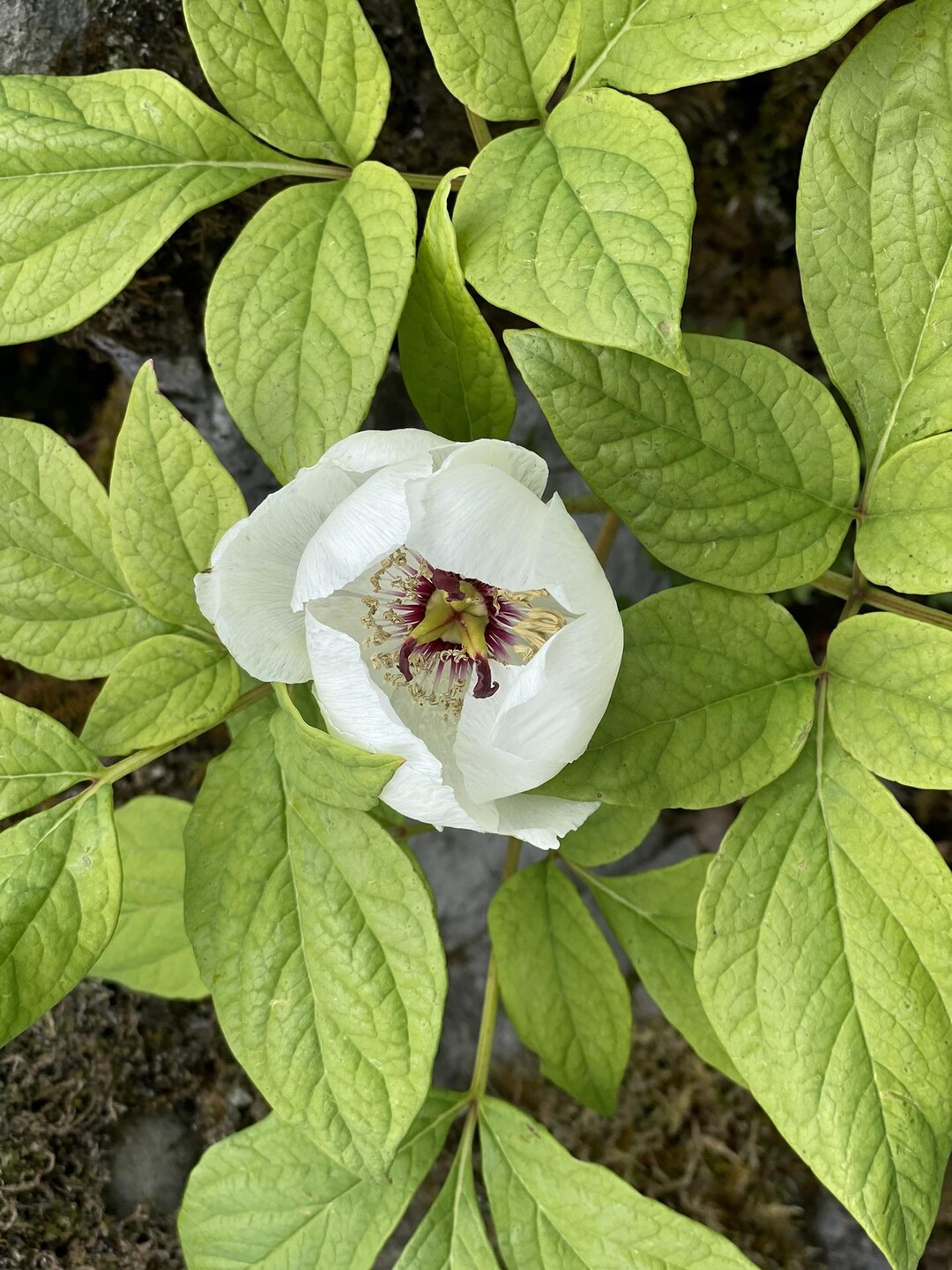 雁俣山・京丈山 / AnKemiさんの京丈山・雁俣山の活動データ | YAMAP / ヤマップ