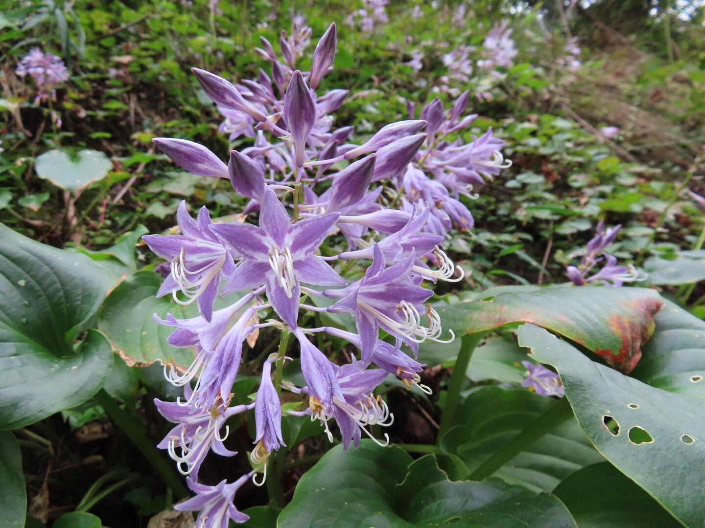 百々ヶ峰 / ibizouさんの百々ヶ峰・源太峰の活動データ | YAMAP / ヤマップ