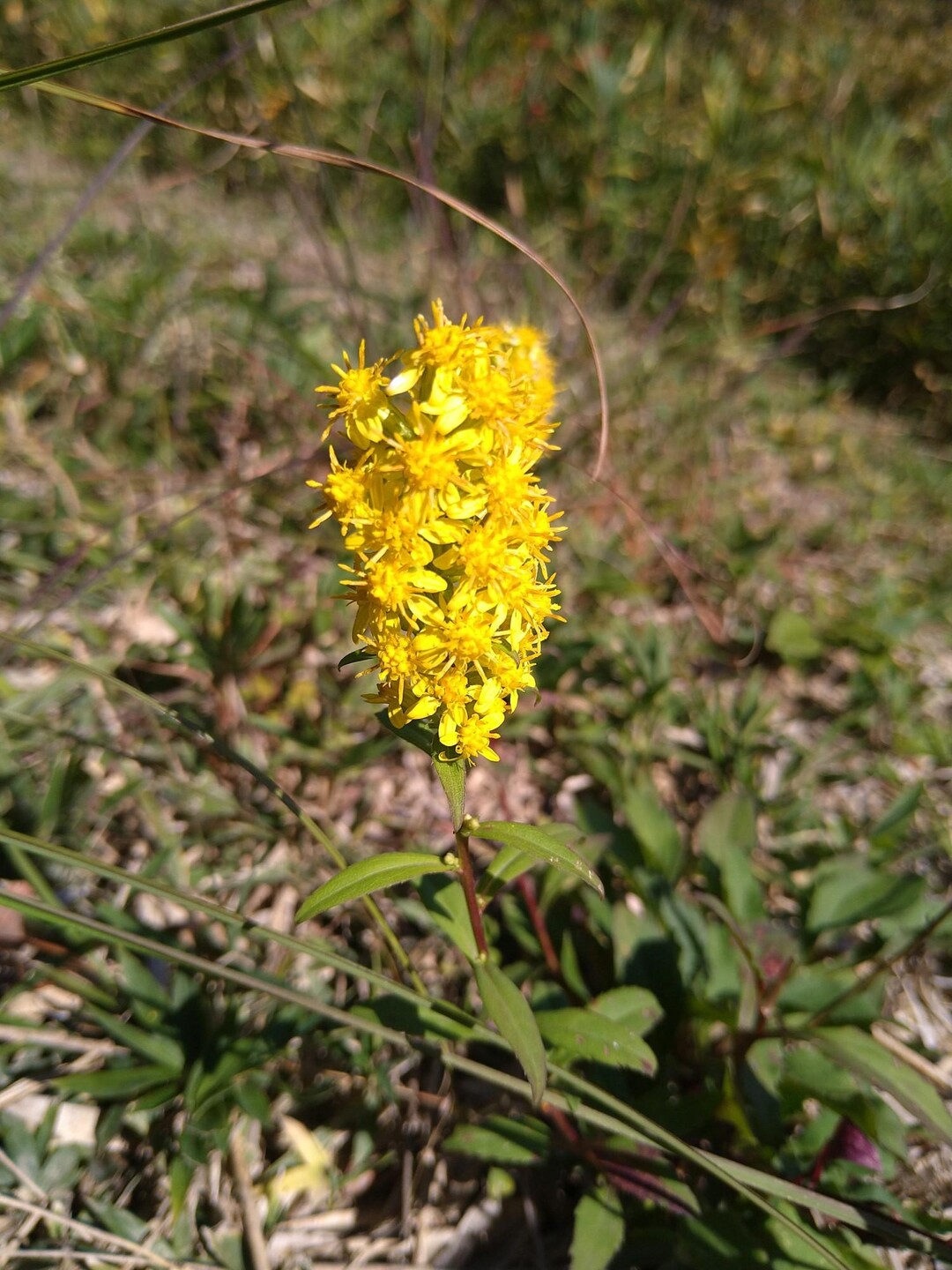 今日も福山🍁だよ / masaeさんの福山・江田山・高鳥居山の活動データ | YAMAP / ヤマップ
