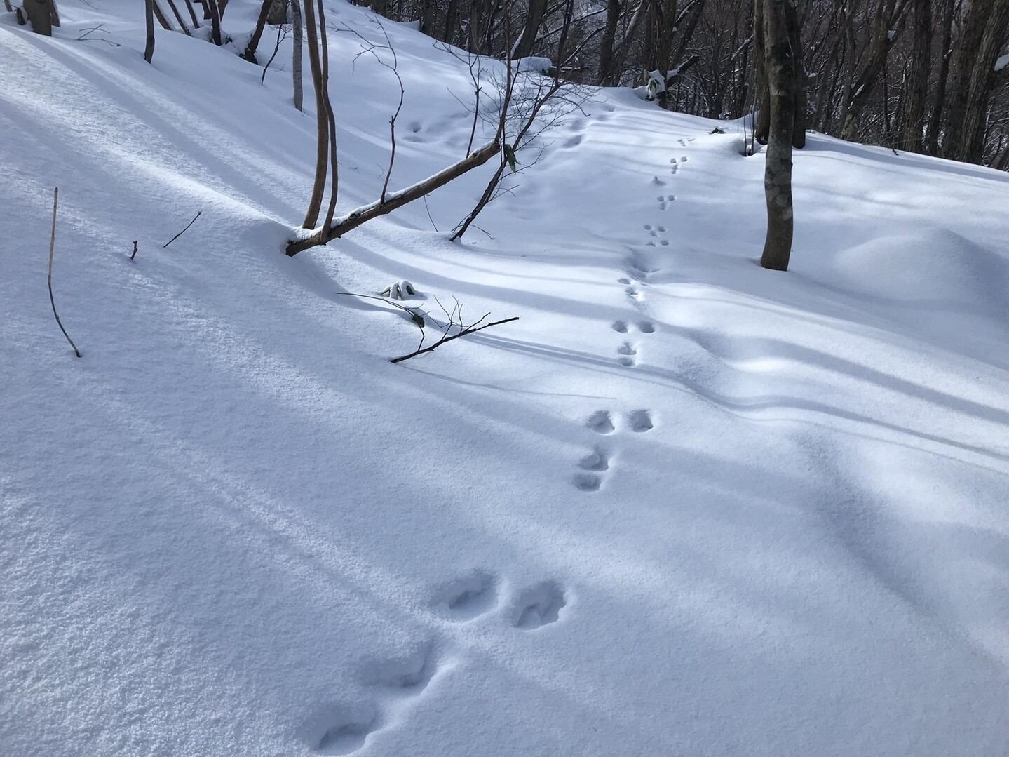 香取草谷スノーシュー-2024-02-12 / akkieさんの大山・甲ヶ山・野田ヶ山の活動データ | YAMAP / ヤマップ