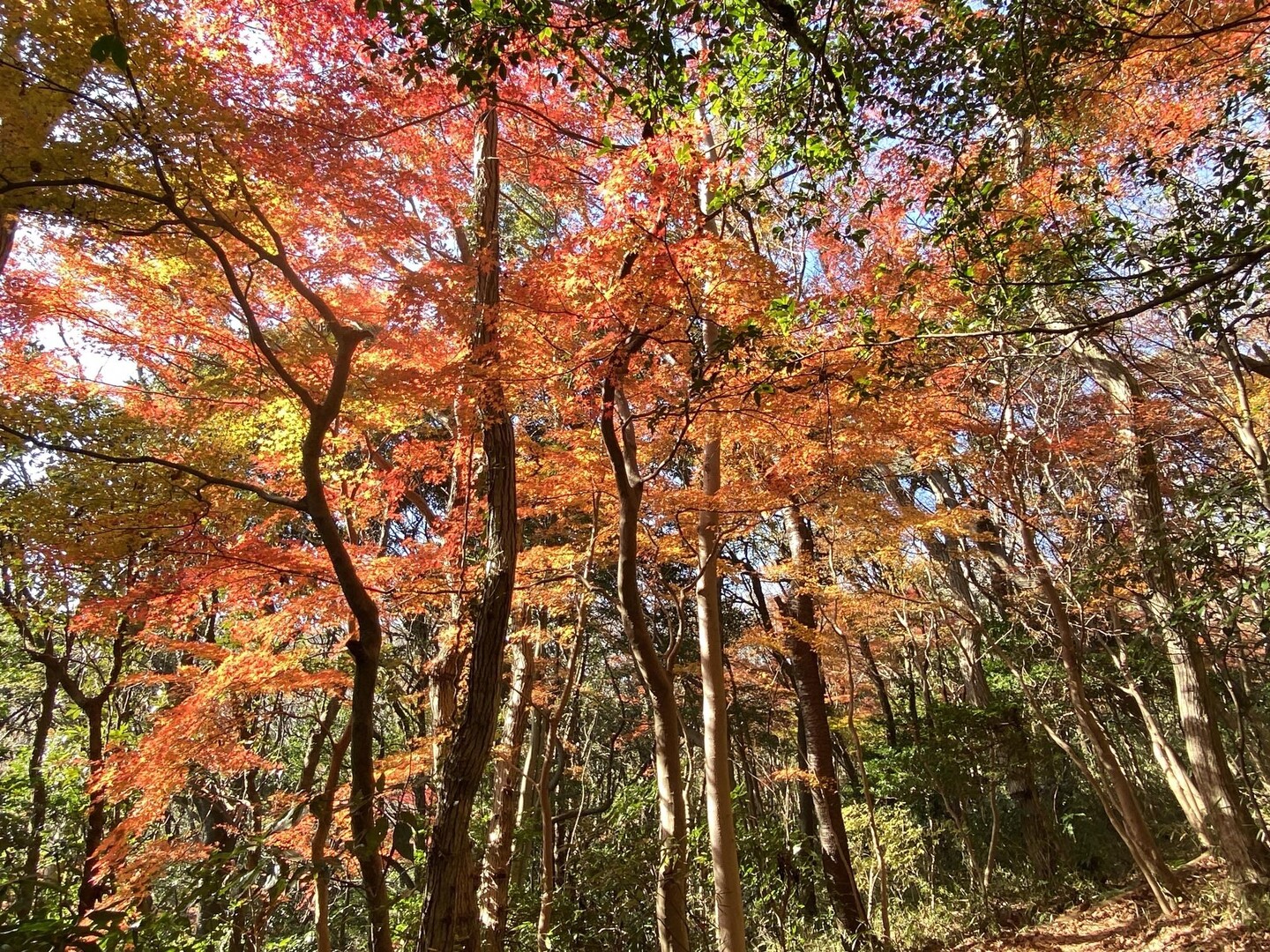 もみじ狩り🍁小町山・鬼越山 / mayuminさんの宝篋山・富岡山の活動データ | YAMAP / ヤマップ