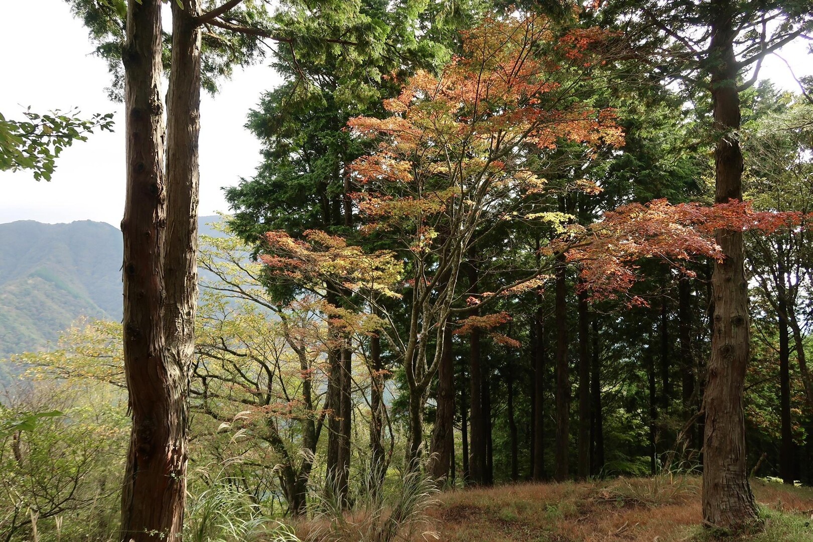 ただいま！ 塔ノ岳 / heeさんの塔ノ岳・丹沢山・蛭ヶ岳の活動日記 | YAMAP / ヤマップ
