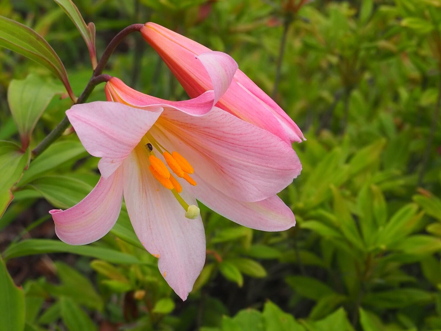 ヒメサユリ、一輪、見つけた😆 / 天ぷらケンジJyJyさんの浅草岳・鬼ヶ面山の活動データ | YAMAP / ヤマップ