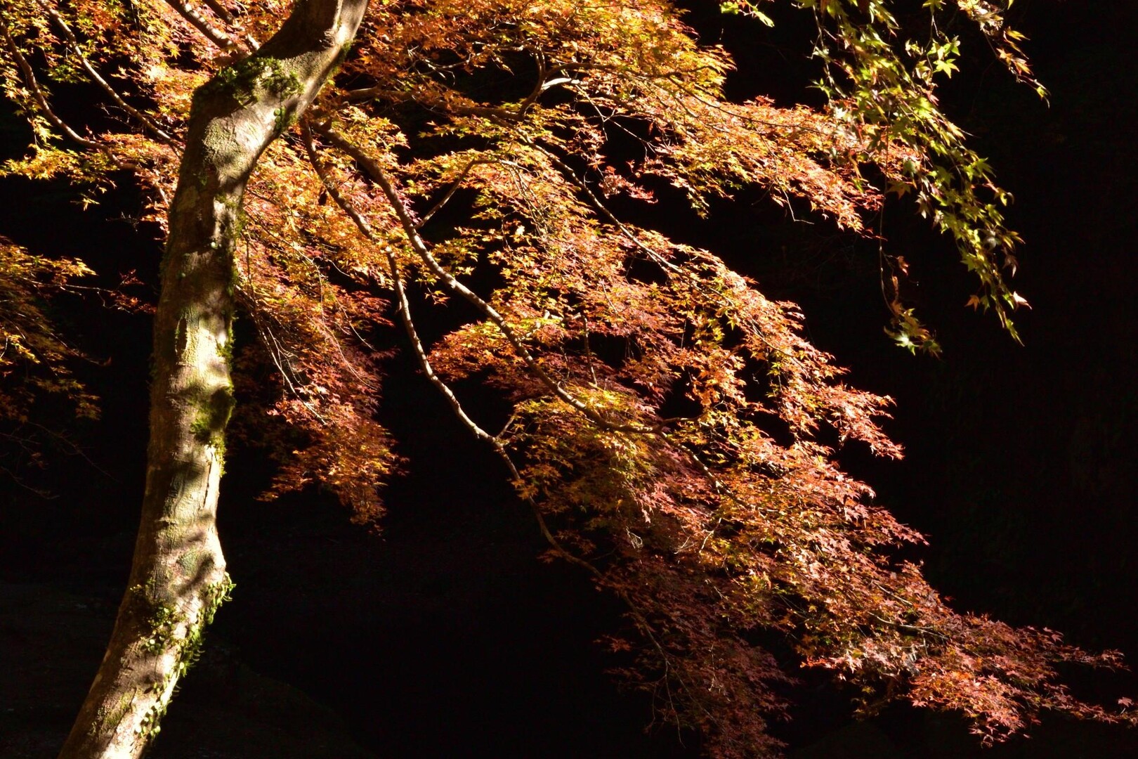 欲張りの締めは急登💦 / ⛅Nori-jiさんの登山の活動データ | YAMAP / ヤマップ