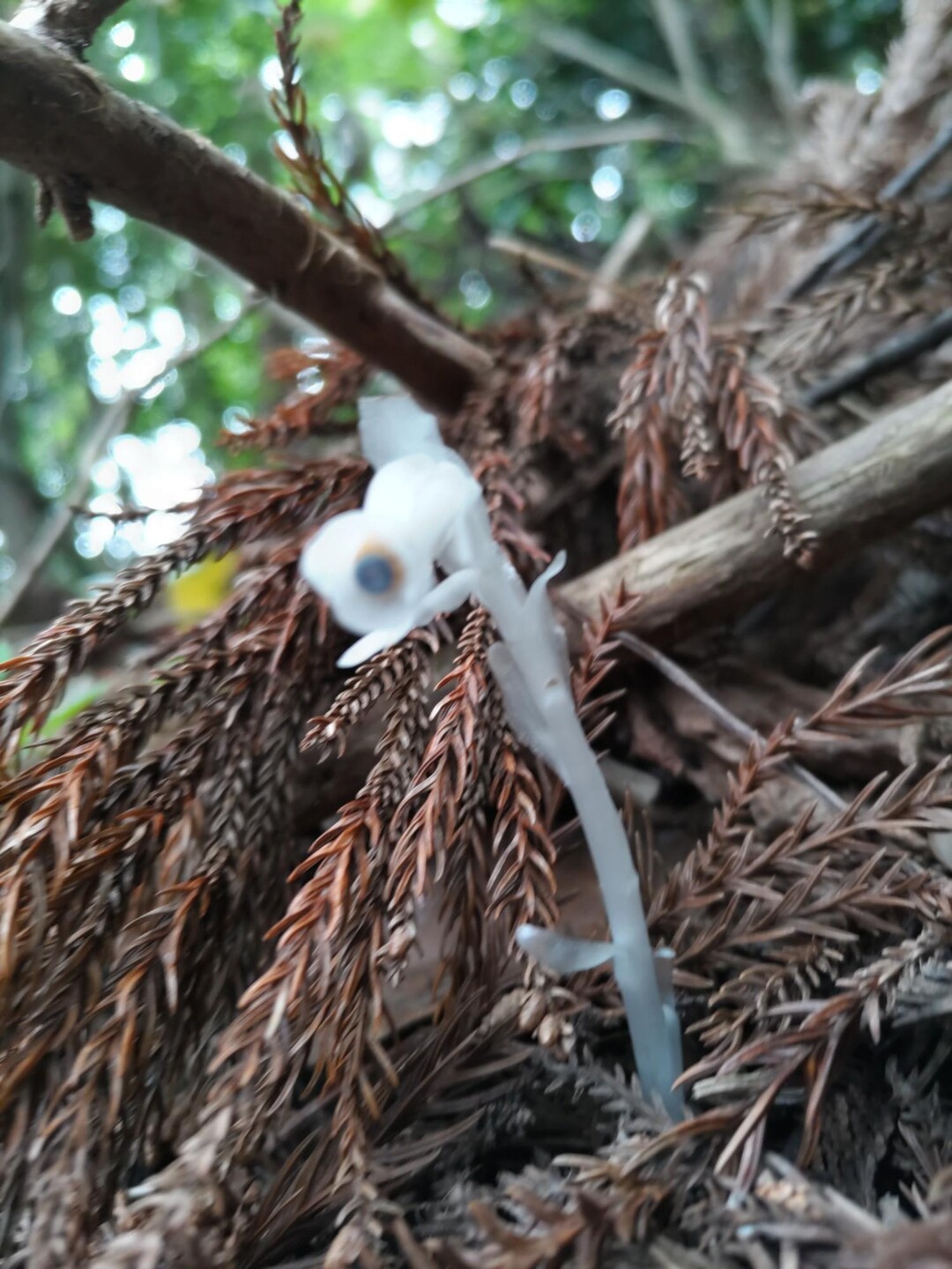 可也山55triple / Kazhiさんの可也山の活動データ | YAMAP / ヤマップ