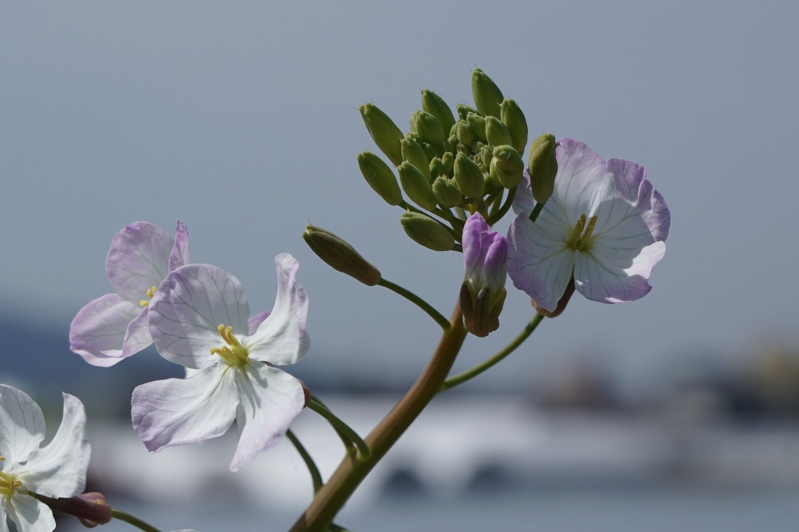 HANA〜P🪷 春の花たち💐Part... / ミスターぽぽさんのモーメント | YAMAP / ヤマップ