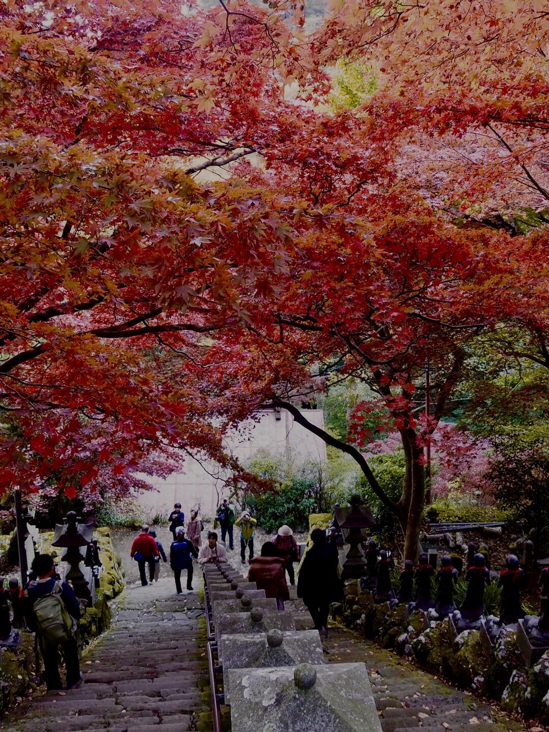 大山 紅葉 / tobiさんの大山の活動データ | YAMAP / ヤマップ