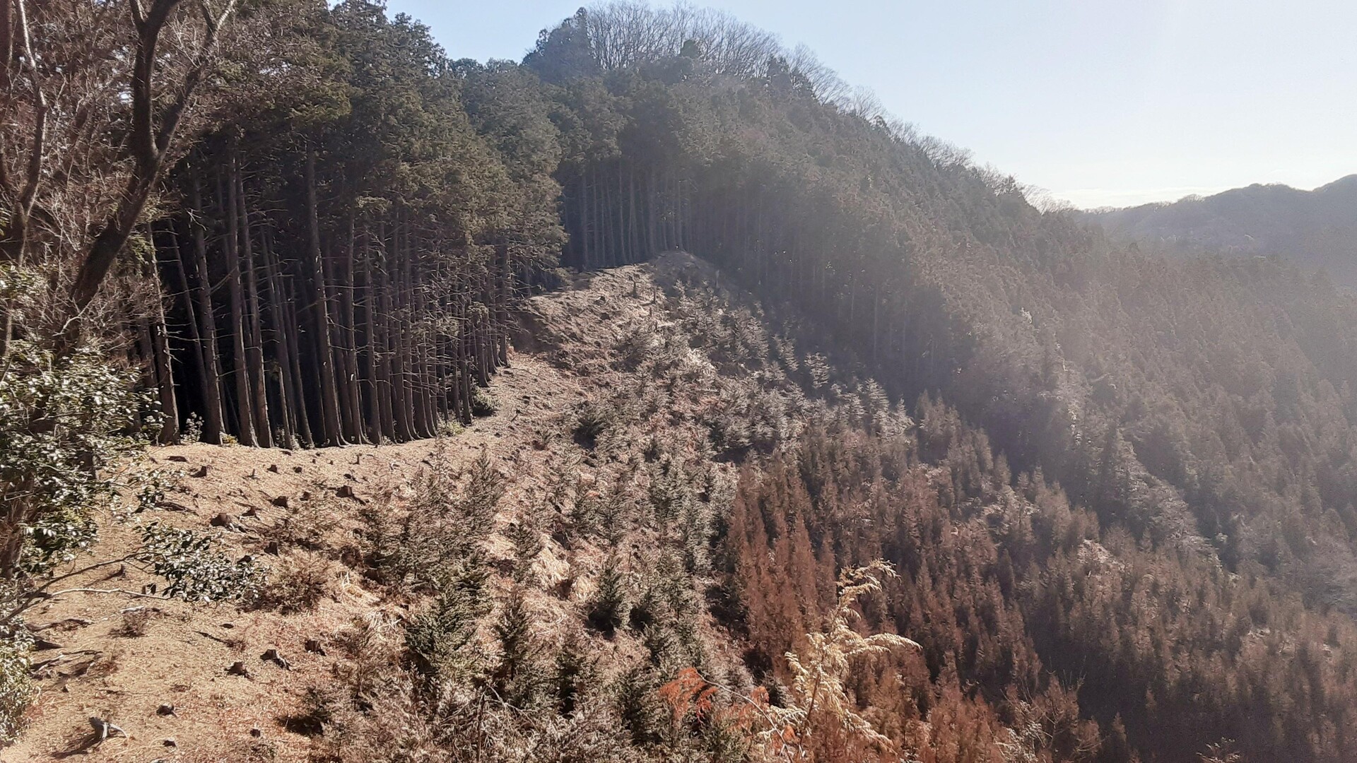 恩方アルプス縦走(千手尾根～盆前山～高留沢ノ頭) / Kyuri_EXさんの高尾山・陣馬山・景信山の活動データ | YAMAP / ヤマップ