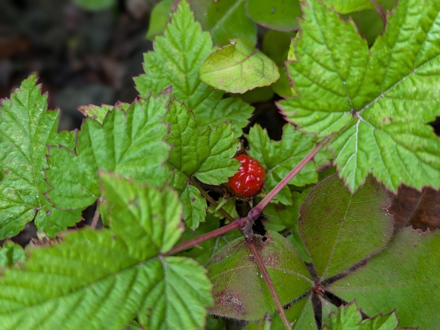 北泉ヶ岳・泉ヶ岳・三角山 / banyerさんの船形山（御所山）・泉ヶ岳・蛇ヶ岳の活動データ | YAMAP / ヤマップ