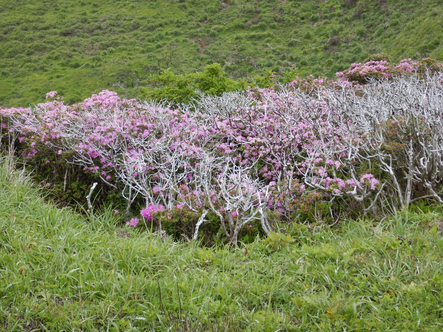 烏帽子岳・杵島岳 / S.nekoさんの阿蘇山・高岳・根子岳の活動データ | YAMAP / ヤマップ