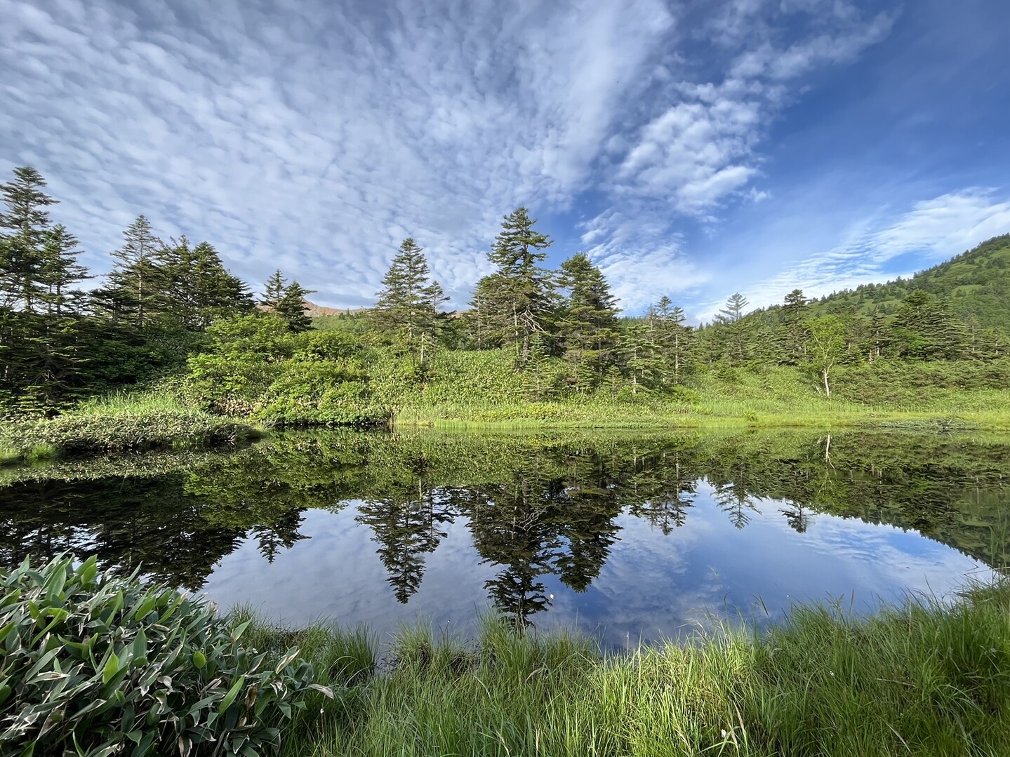 芳ヶ平湿原 おまけの横手山 / eijiさんの草津白根山・湯釜の活動日記 | YAMAP / ヤマップ