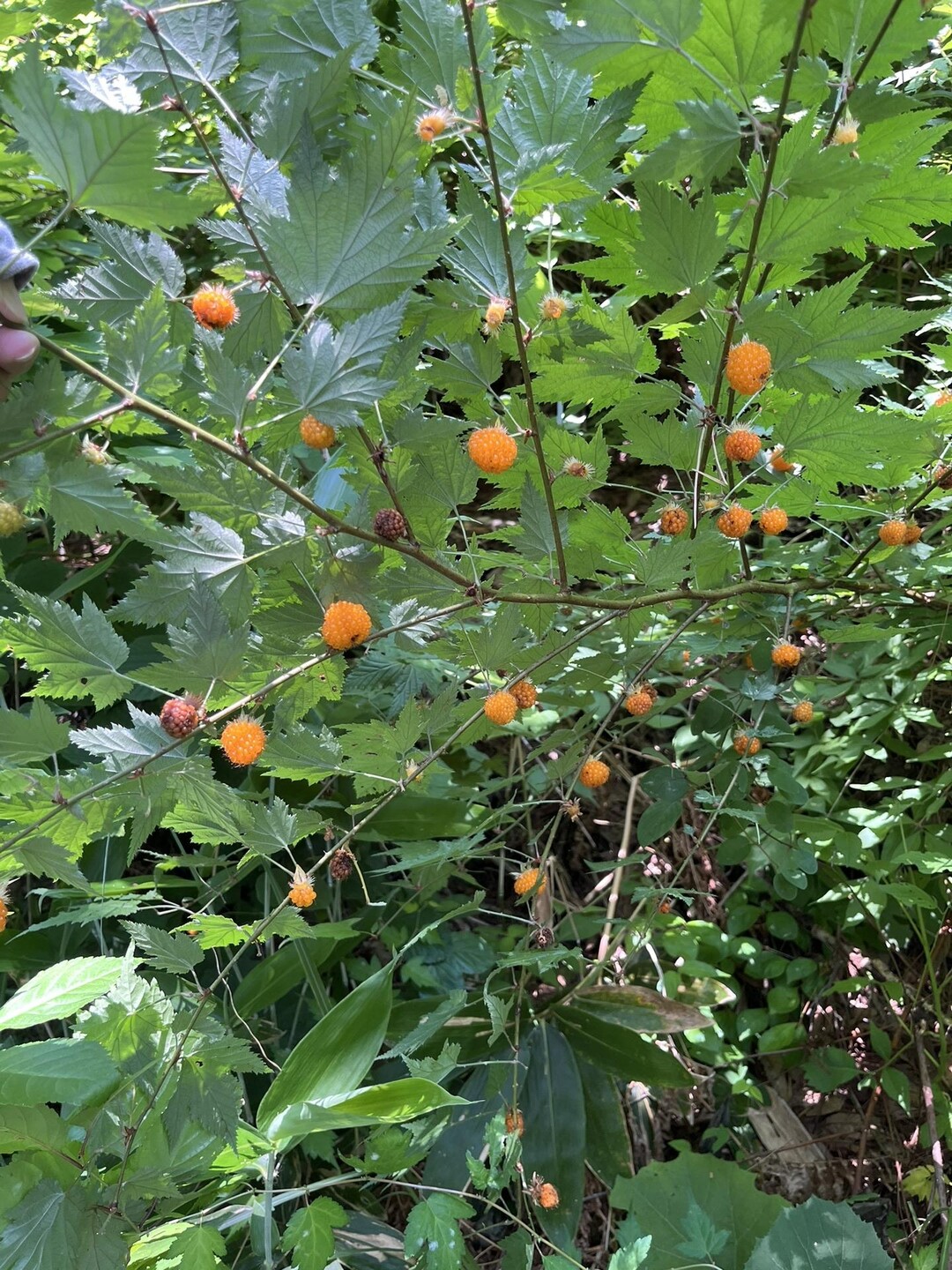 城内山 / sue sannさんの南昌山・東根山・箱ヶ森の活動データ | YAMAP / ヤマップ