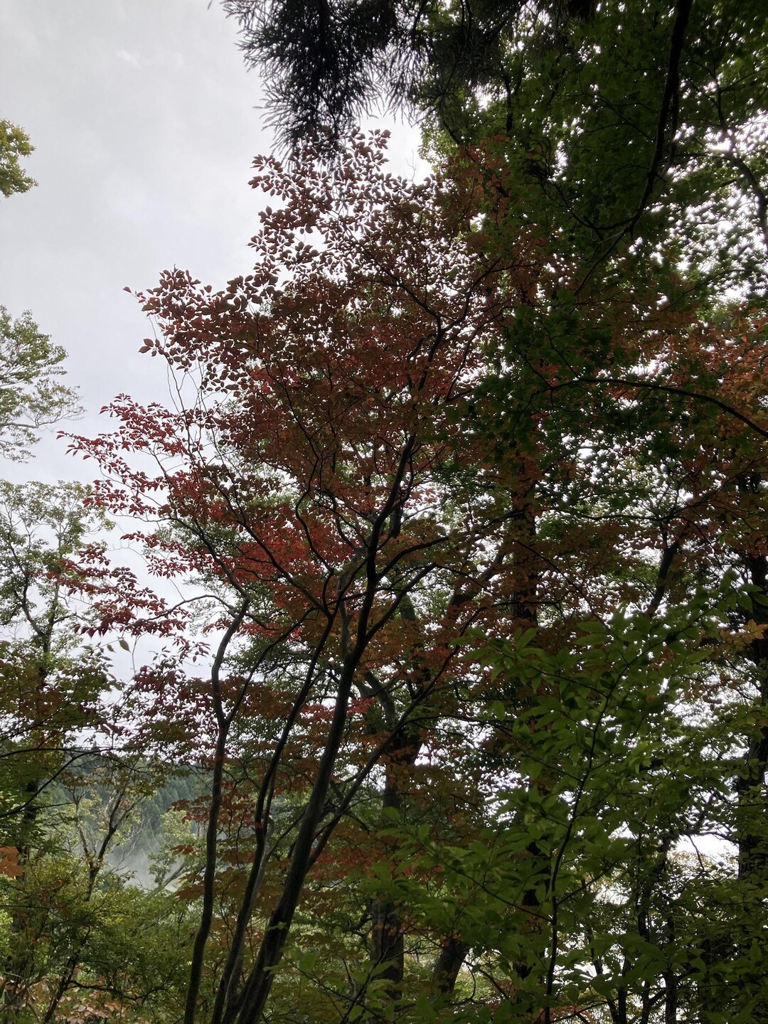 金剛山 / Ekusoyさんの金剛山・二上山・大和葛城山の活動データ | YAMAP / ヤマップ