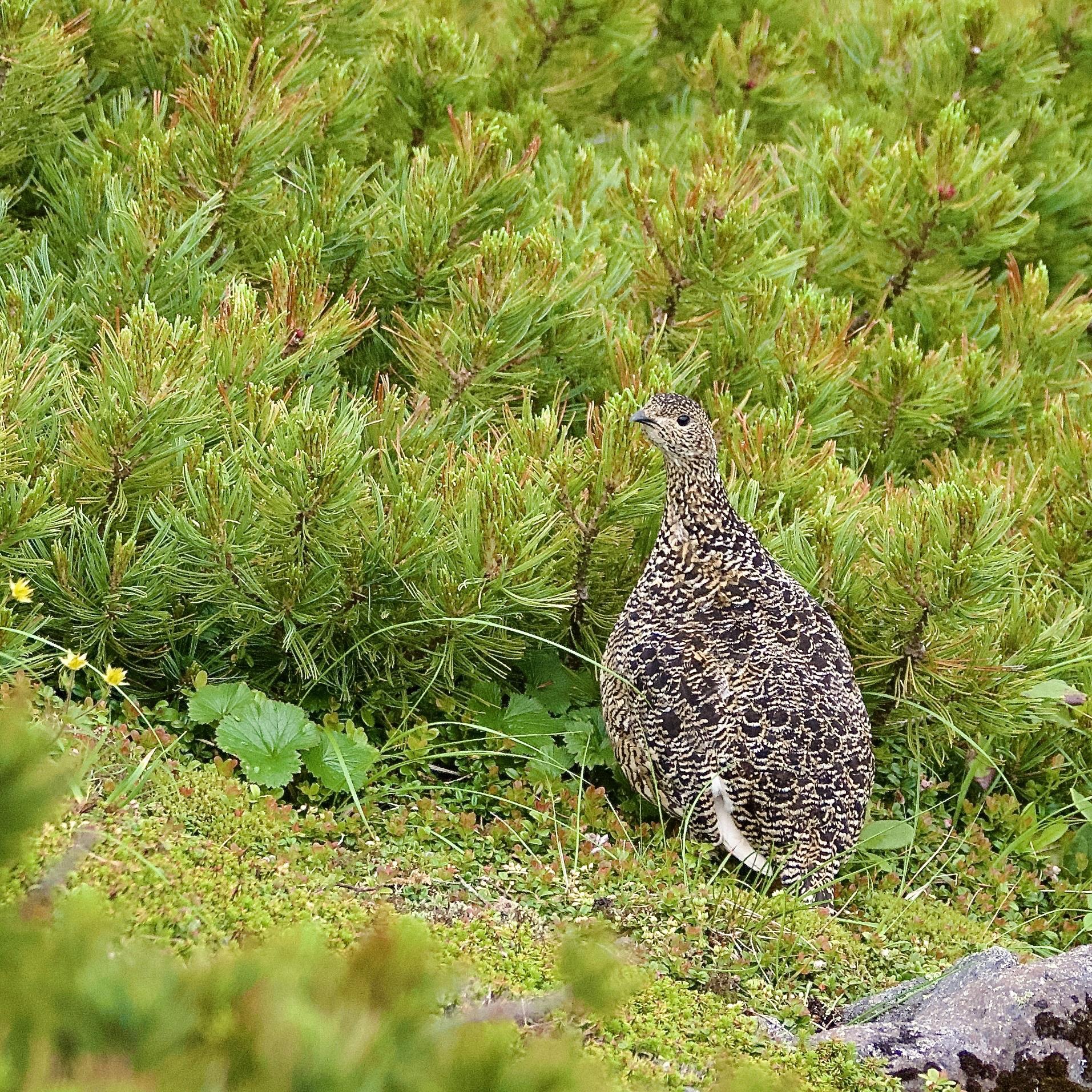 乗鞍岳(大黒岳・富士見岳)と前日の霧ヶ峰 / なおこさんの乗鞍岳の活動データ | YAMAP / ヤマップ