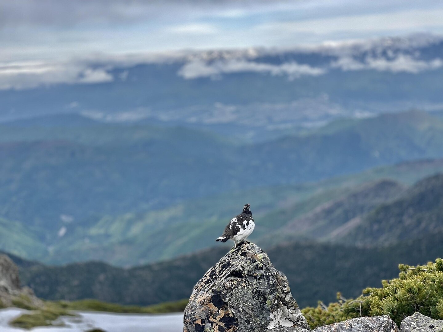地蔵尾根から仙丈ヶ岳エリア縦走🙌ライチョウ2ショット遭遇のオマケ付き🐧🐧 / Y45Uさんの仙丈ヶ岳・伊那荒倉岳の活動データ | YAMAP / ヤマップ
