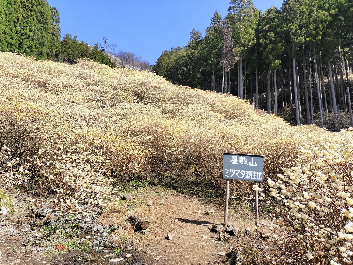 屋敷山•ミツマタ群生 / naga tomさんの登山の活動データ | YAMAP / ヤマップ