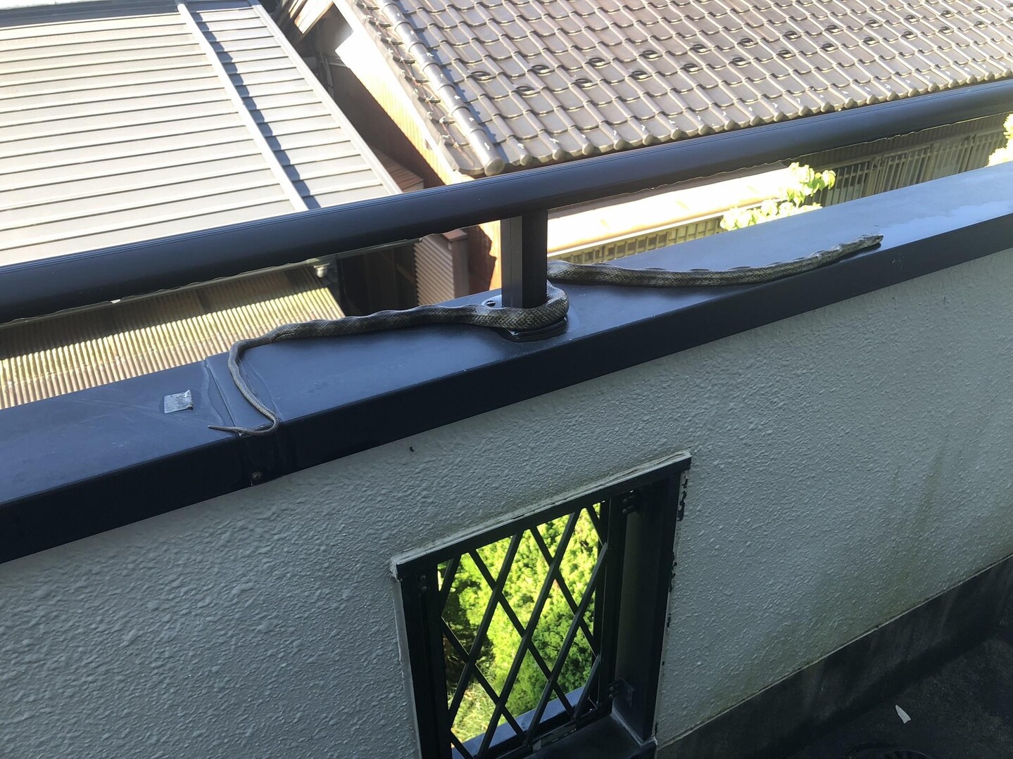 朝一番、ベランダに蛇がいました。 アオダ... / osamさんのモーメント | YAMAP / ヤマップ