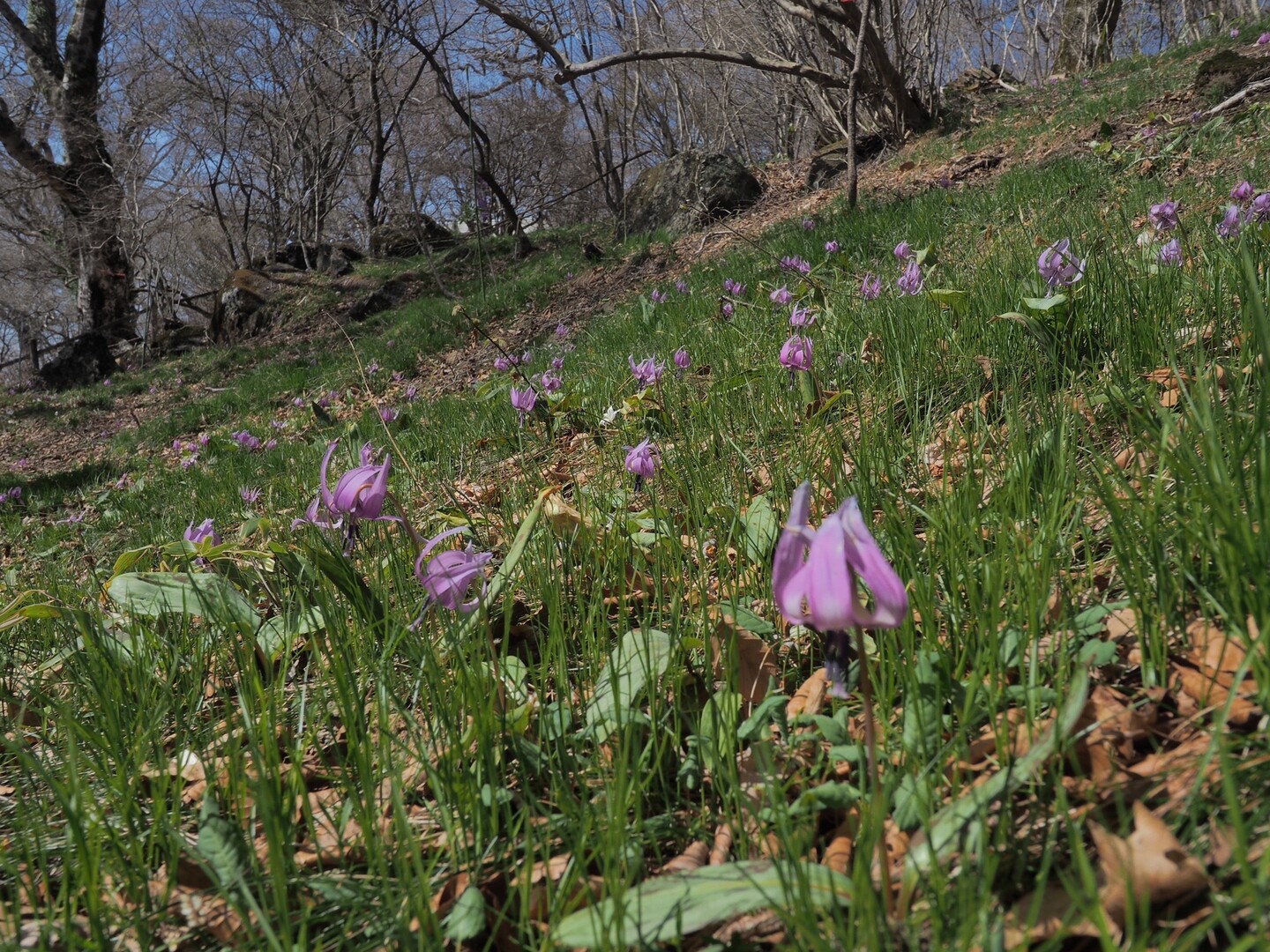 筑波山（男体山）・筑波山（女体山） / syo-taさんの筑波山の活動データ | YAMAP / ヤマップ
