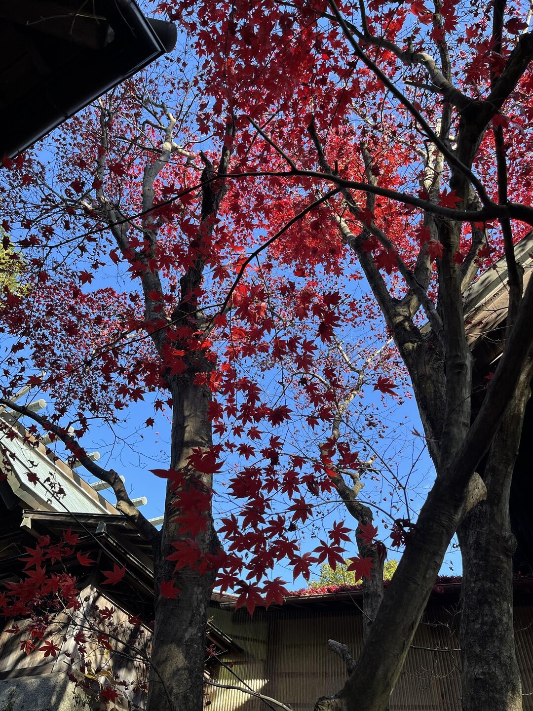 龍ノ口山 / kyoroさんの龍ノ口山の活動データ | YAMAP / ヤマップ