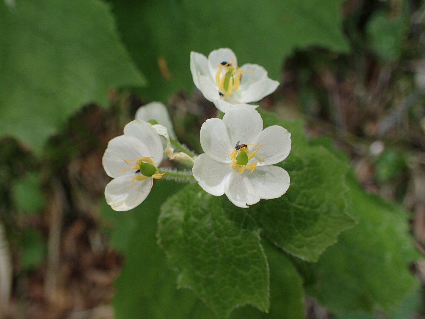 泉ヶ岳 滑降コース 北泉ヶ岳 / niceageさんの船形山（御所山）・泉ヶ岳・蛇ヶ岳の活動データ | YAMAP / ヤマップ