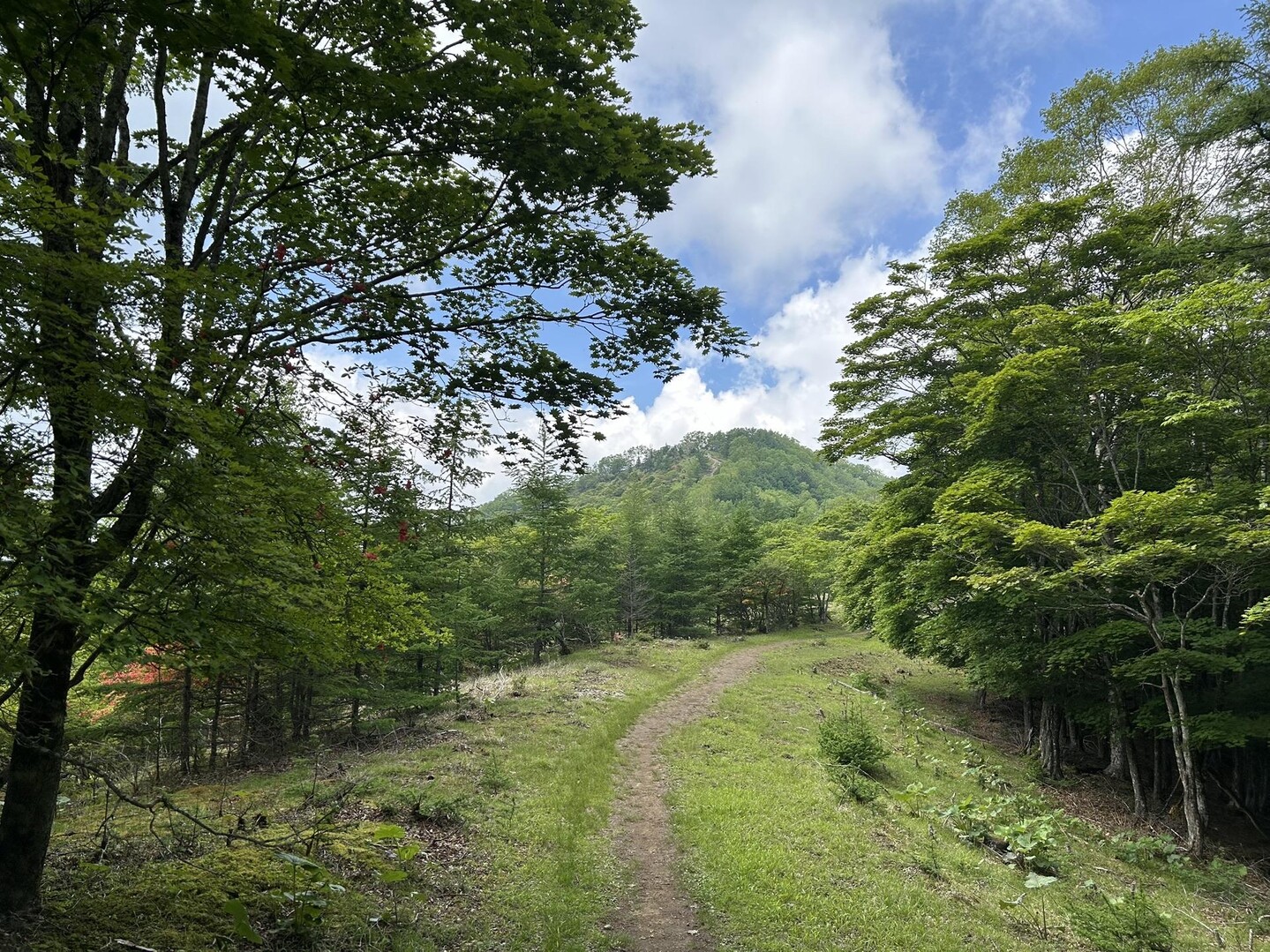 水根から鷹ノ巣山・六ツ石山経由、石尾根completed / masuさんの川苔山（川乗山）の活動日記 | YAMAP / ヤマップ