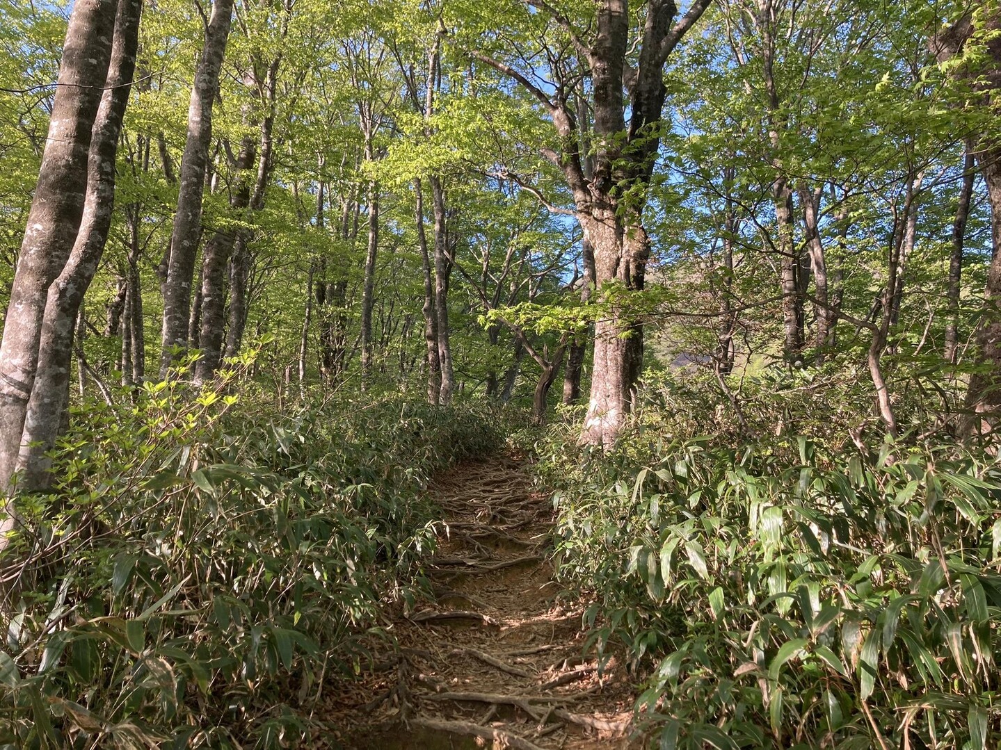 深谷ノ頭・前荒島岳・中荒島岳・荒島岳 / tjさんの荒島岳の活動データ | YAMAP / ヤマップ