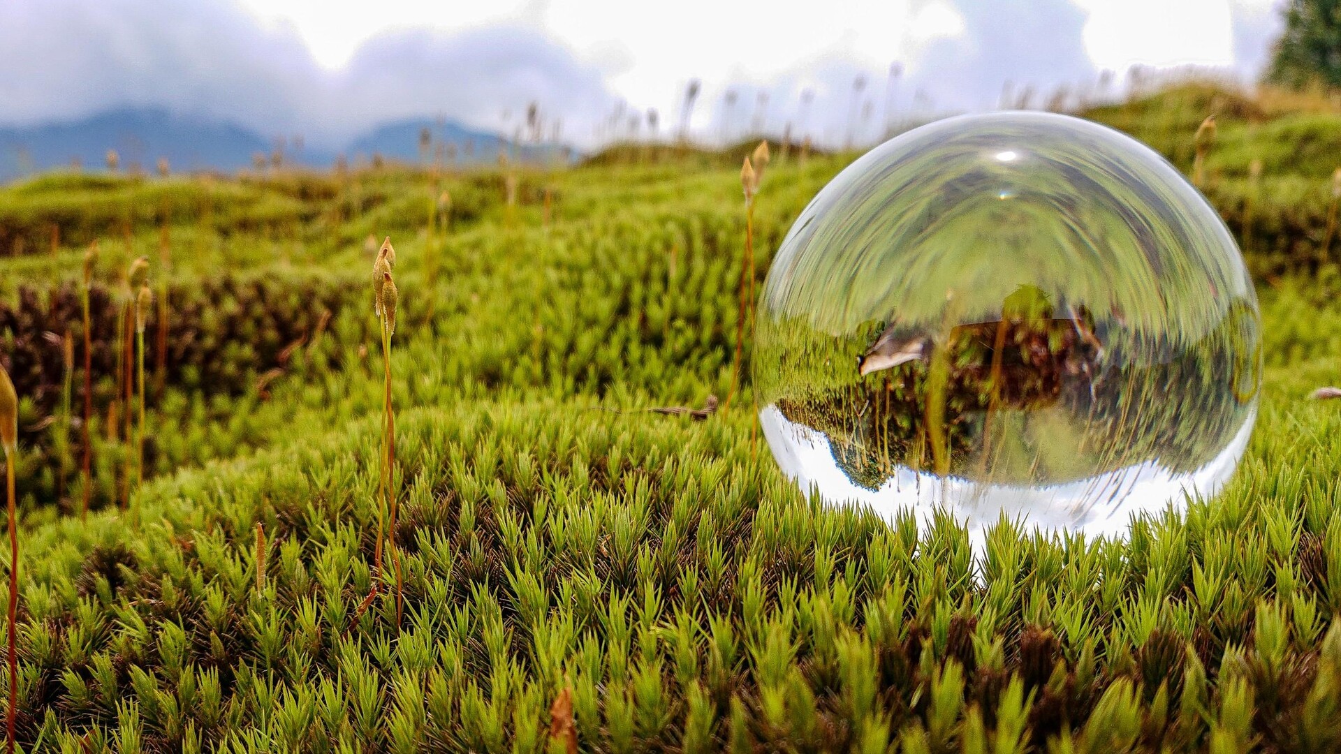 moss🟢 then rain☔～雨乞岳 / Burningくまさん🔥🐻さんの御在所岳（御在所山）・雨乞岳の活動データ | YAMAP / ヤマップ