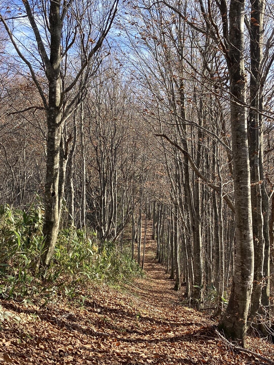 五ノ宮嶽 / chanmikiさんの五の宮岳・皮投岳の活動データ | YAMAP / ヤマップ