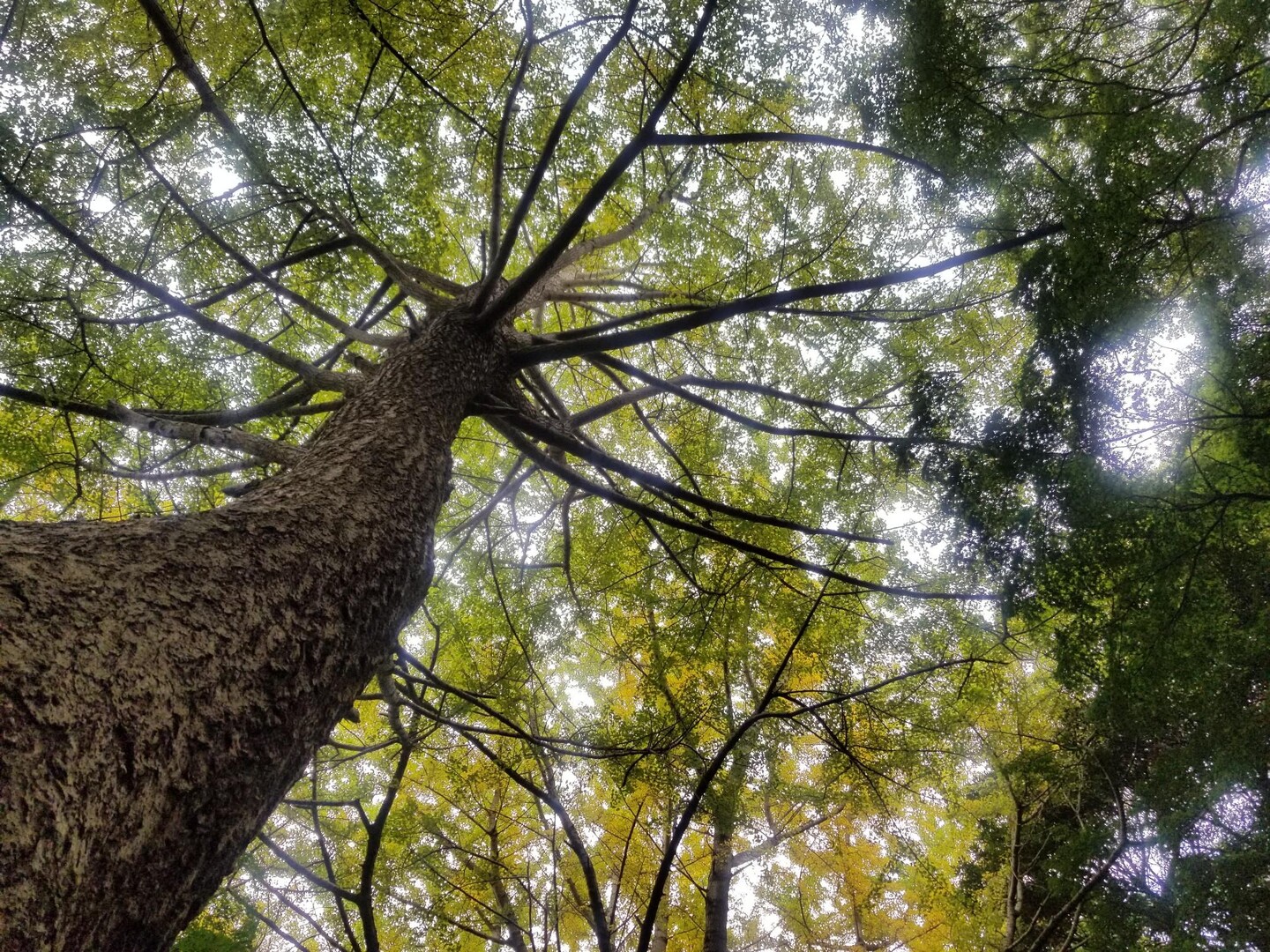 トレランウォーク-2022-11-14 / Junさんのトレイルランニングの活動データ | YAMAP / ヤマップ