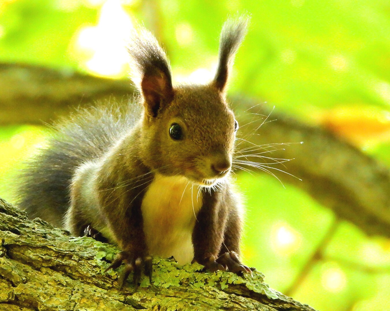 七面山 → 鬼斗牛山♪ / pon(夫) ＆ 連れ(妻)さんの旭川市の活動データ | YAMAP / ヤマップ