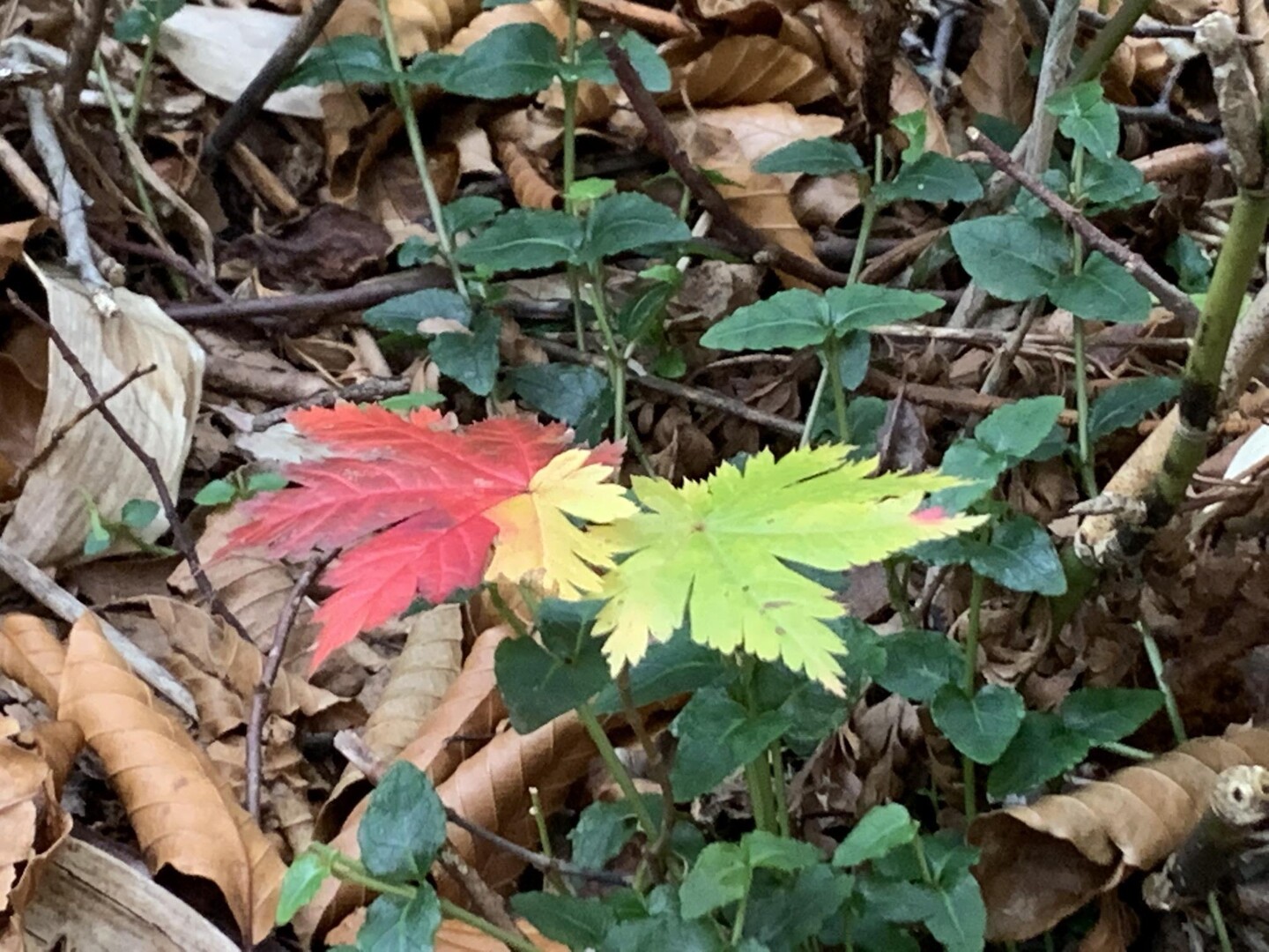 赤兎山 / chiさんの赤兎山・猪鼻山の活動データ | YAMAP / ヤマップ