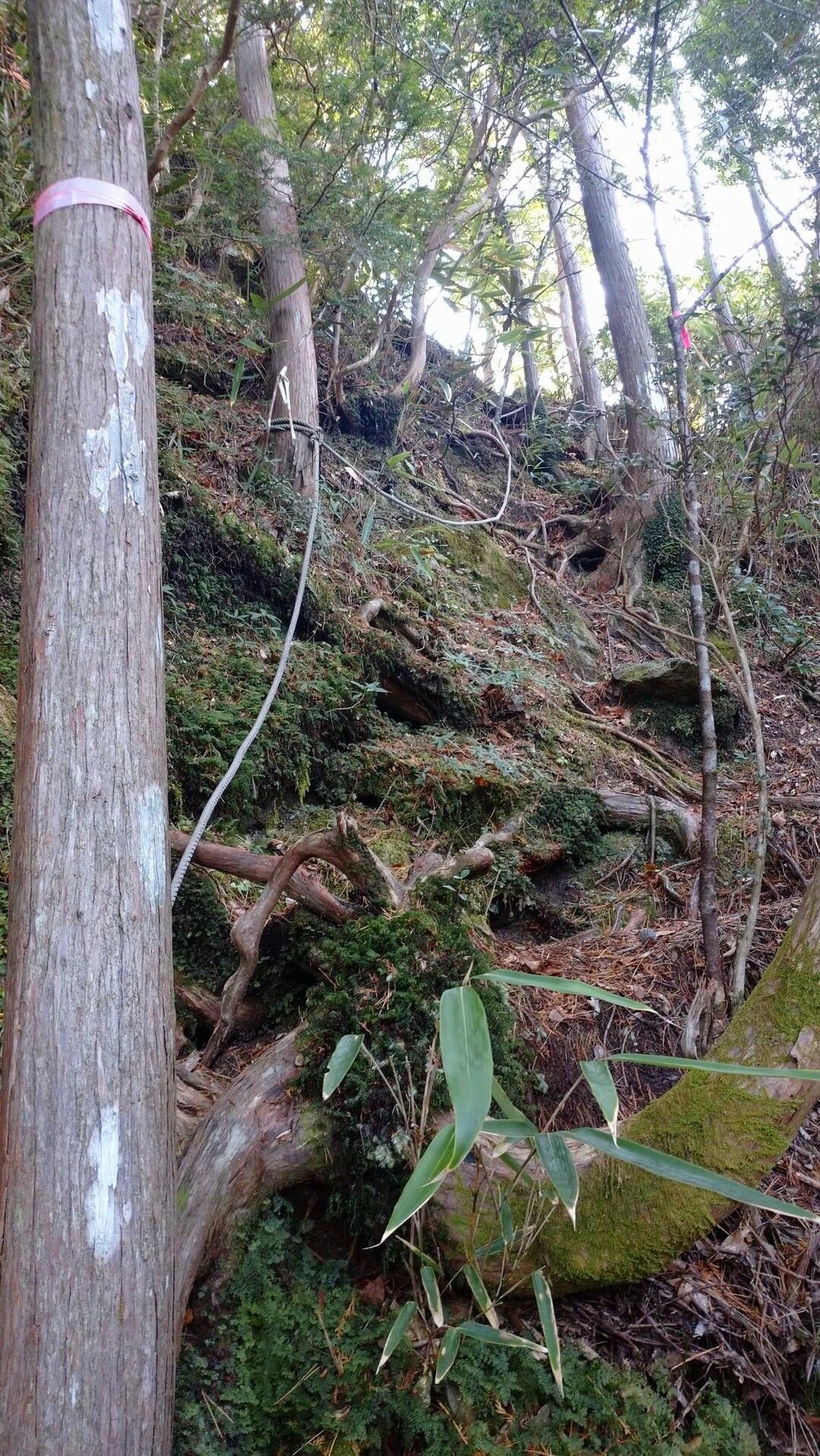半作嶺⛰️関西100名山No.62 / 山Pさんの熊野古道 中辺路①（紀伊田辺駅〜熊野本宮大社）の活動データ | YAMAP / ヤマップ