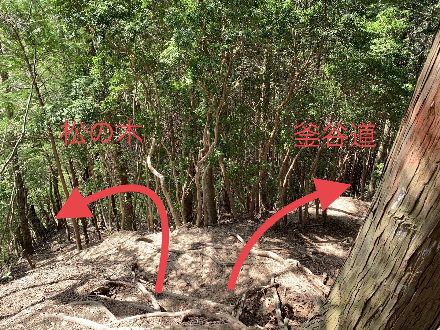 hancho_tksさんの投稿したフィールドメモ | YAMAP / ヤマップ