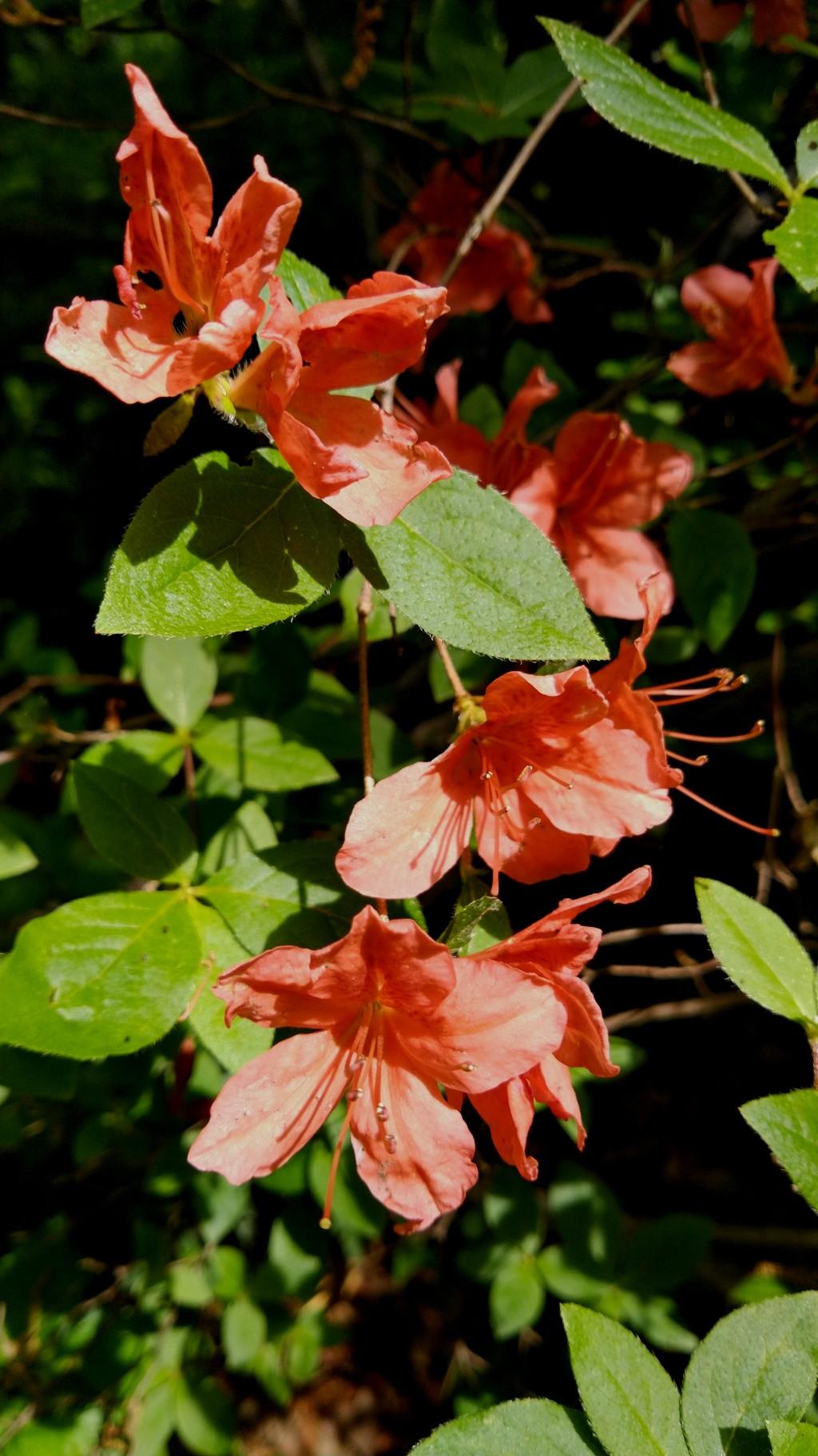 お久しぶりでございます 🐺😅🐺 ... / Ichi-genさんのモーメント | YAMAP / ヤマップ