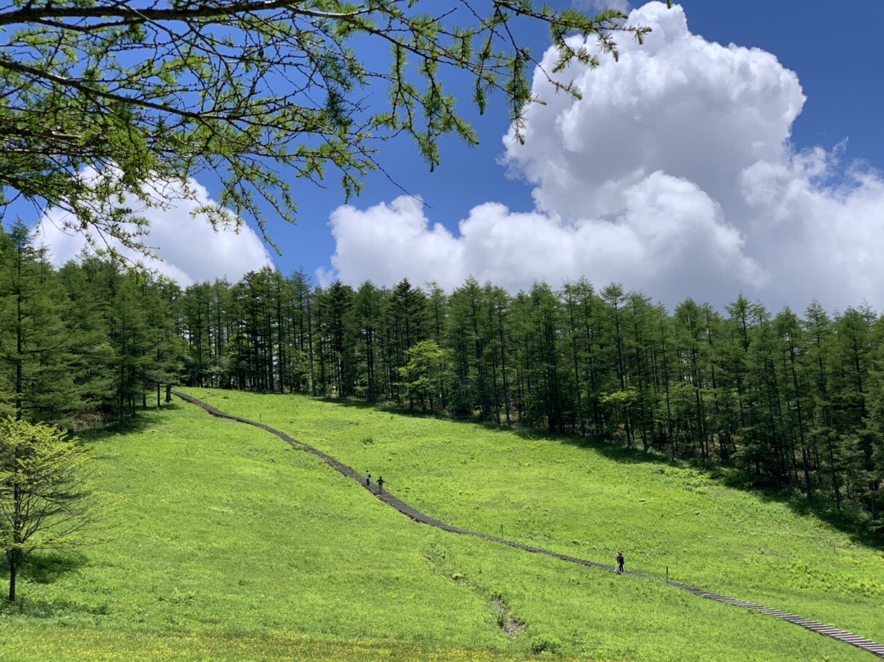 入笠湿原〜大河原湿原〜テイ沢 / yayaさんの入笠山の活動データ | YAMAP / ヤマップ