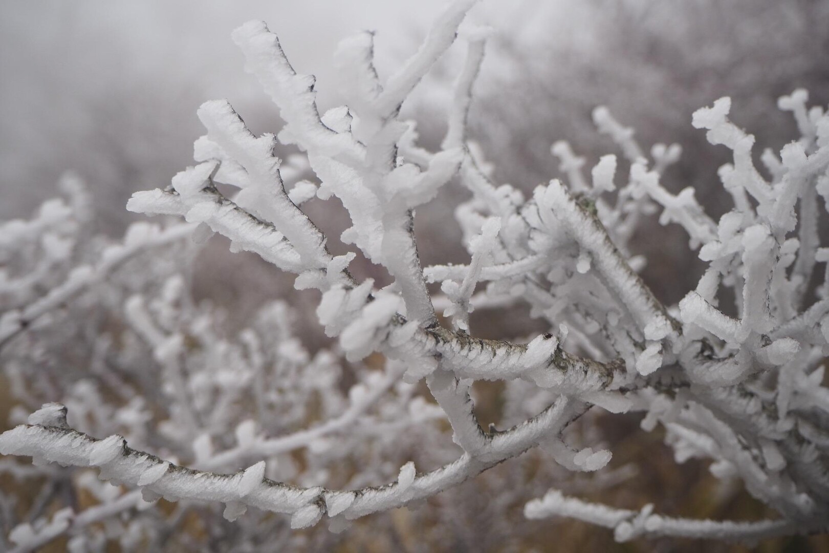 丹沢主脈縦走【ヤビツ峠 ︎西丹沢VC】 / しろくまさんの塔ノ岳・丹沢山・蛭ヶ岳の活動データ | YAMAP / ヤマップ
