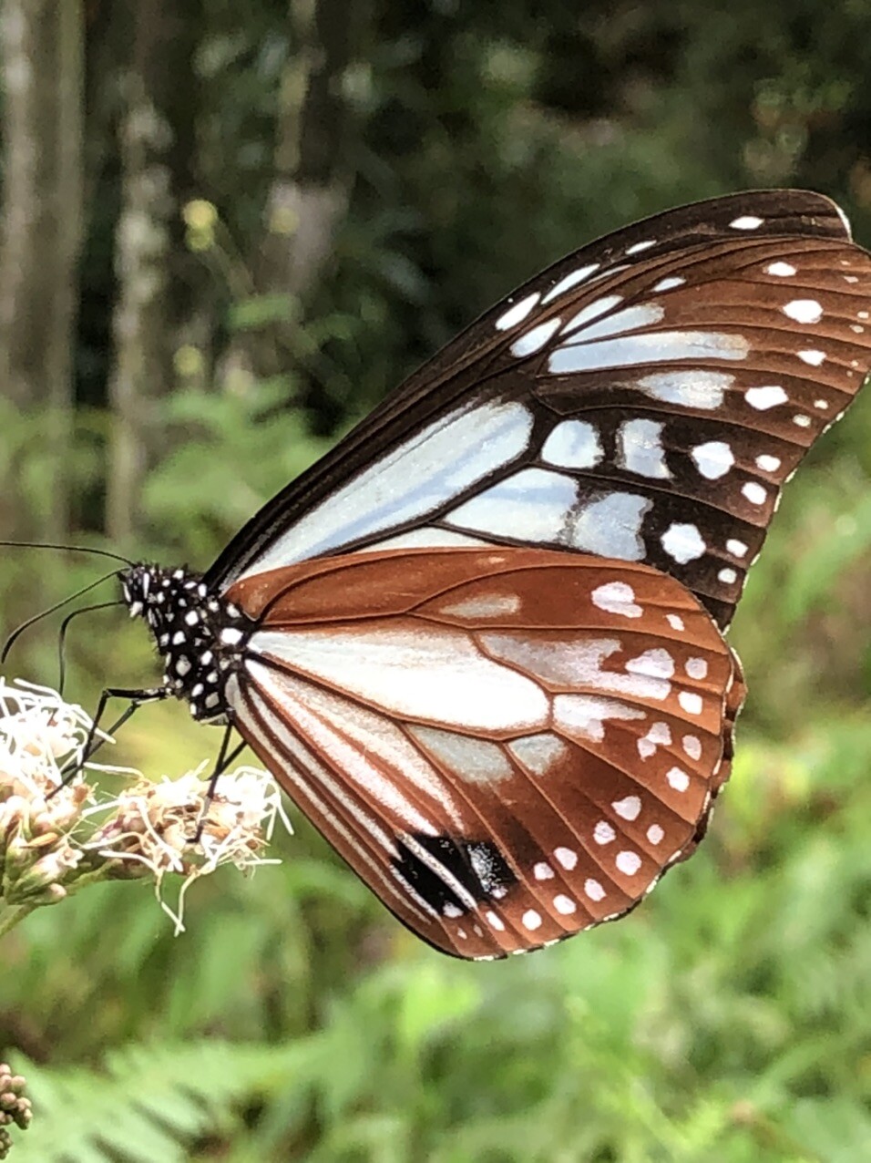 cocoaのページ | YAMAP / ヤマップ