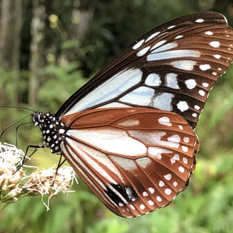 cocoaのページ | YAMAP / ヤマップ