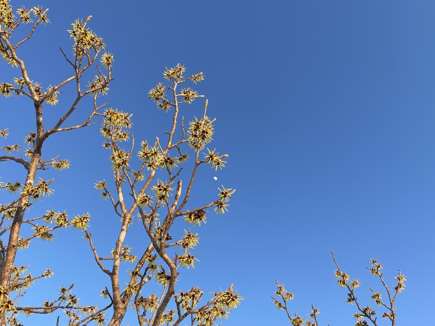 公園のマンサクの花が咲き始めました😊 ... / Hideさんのモーメント | YAMAP / ヤマップ