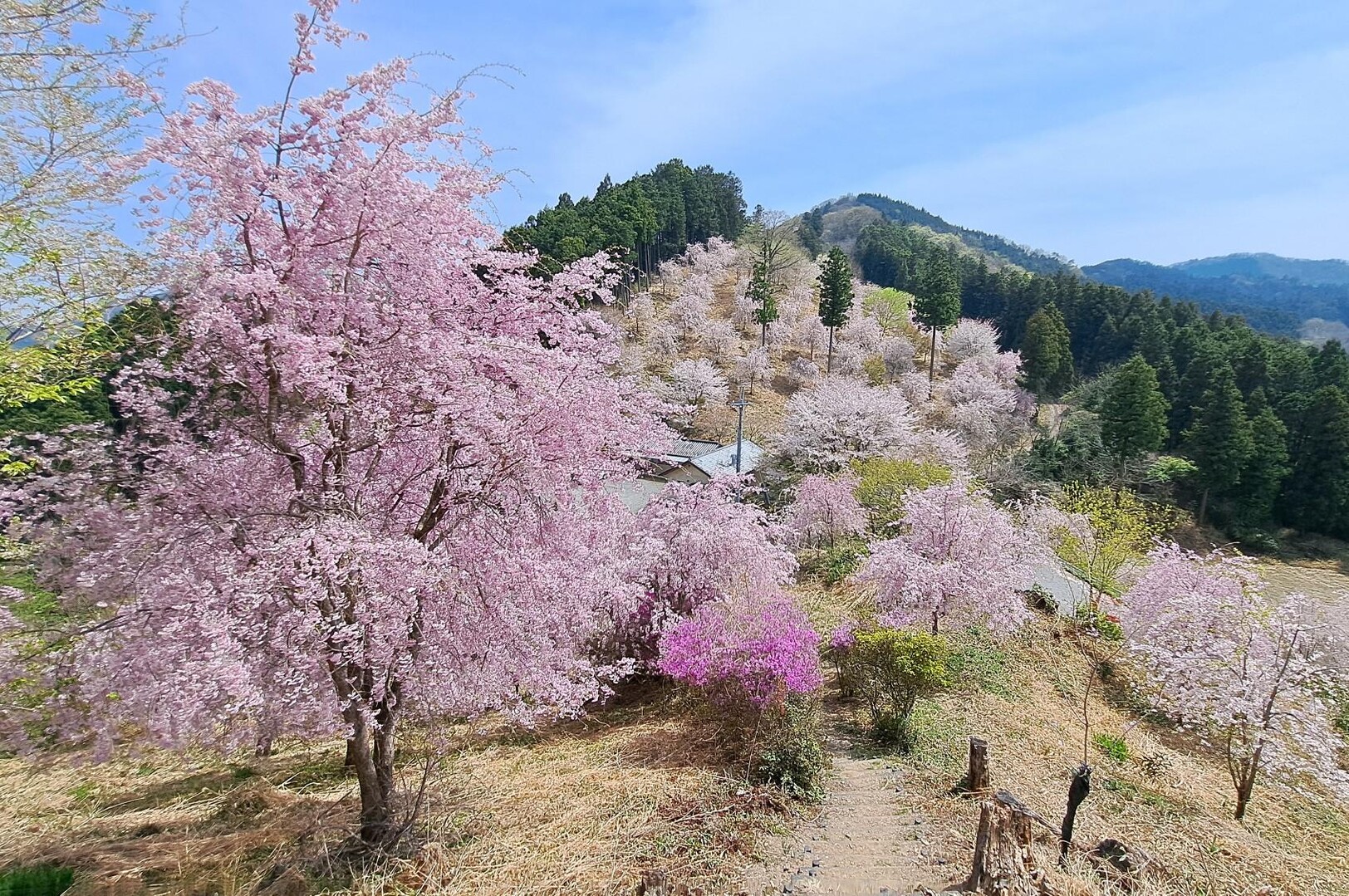 子王山 / なおやまさんの御荷鉾山・オドケ山・桐ノ城山の活動データ | YAMAP / ヤマップ