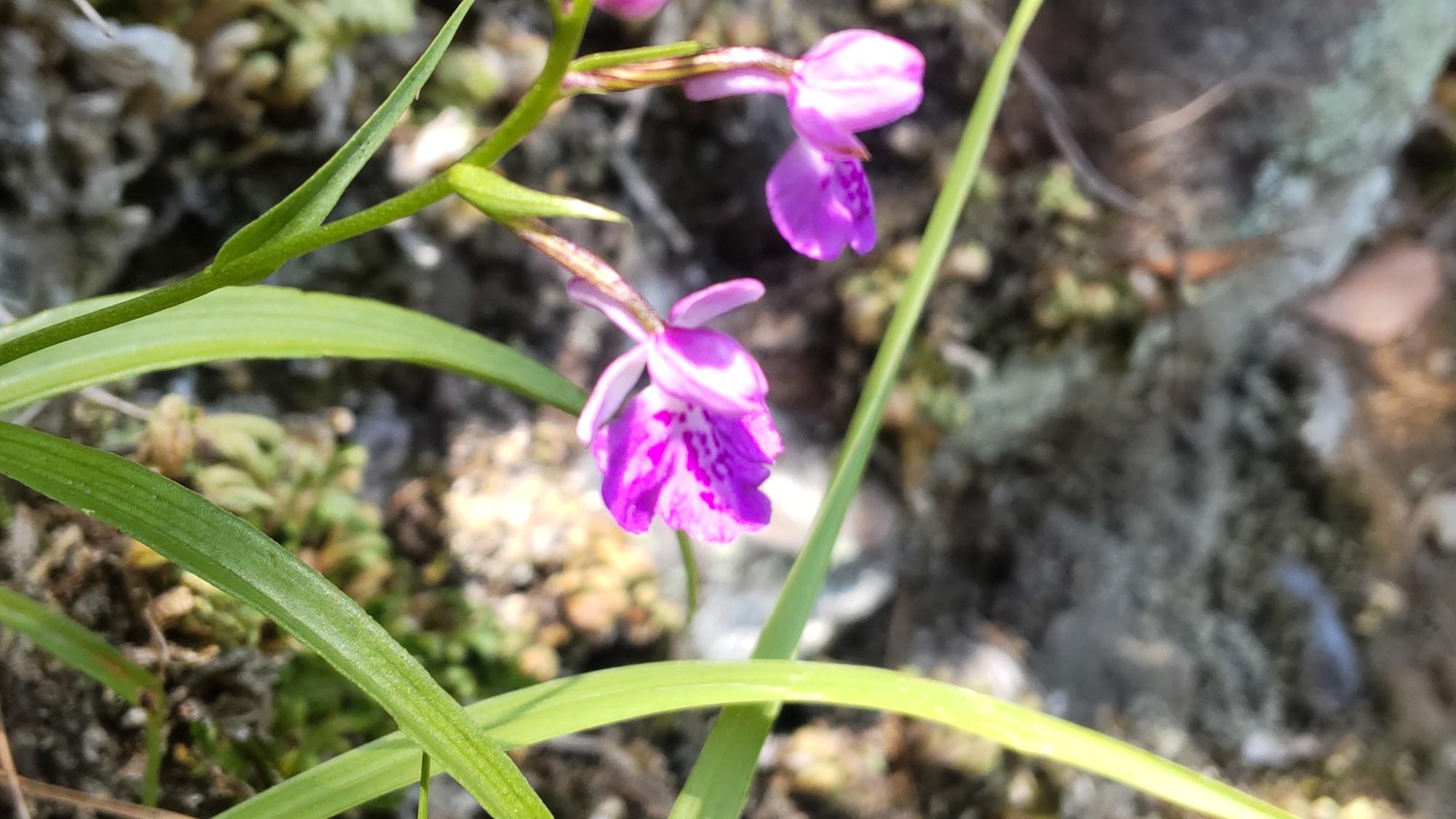 黒髪山・蛇焼山 / Keisuke.Kさんの黒髪山・青螺山の活動データ | YAMAP / ヤマップ