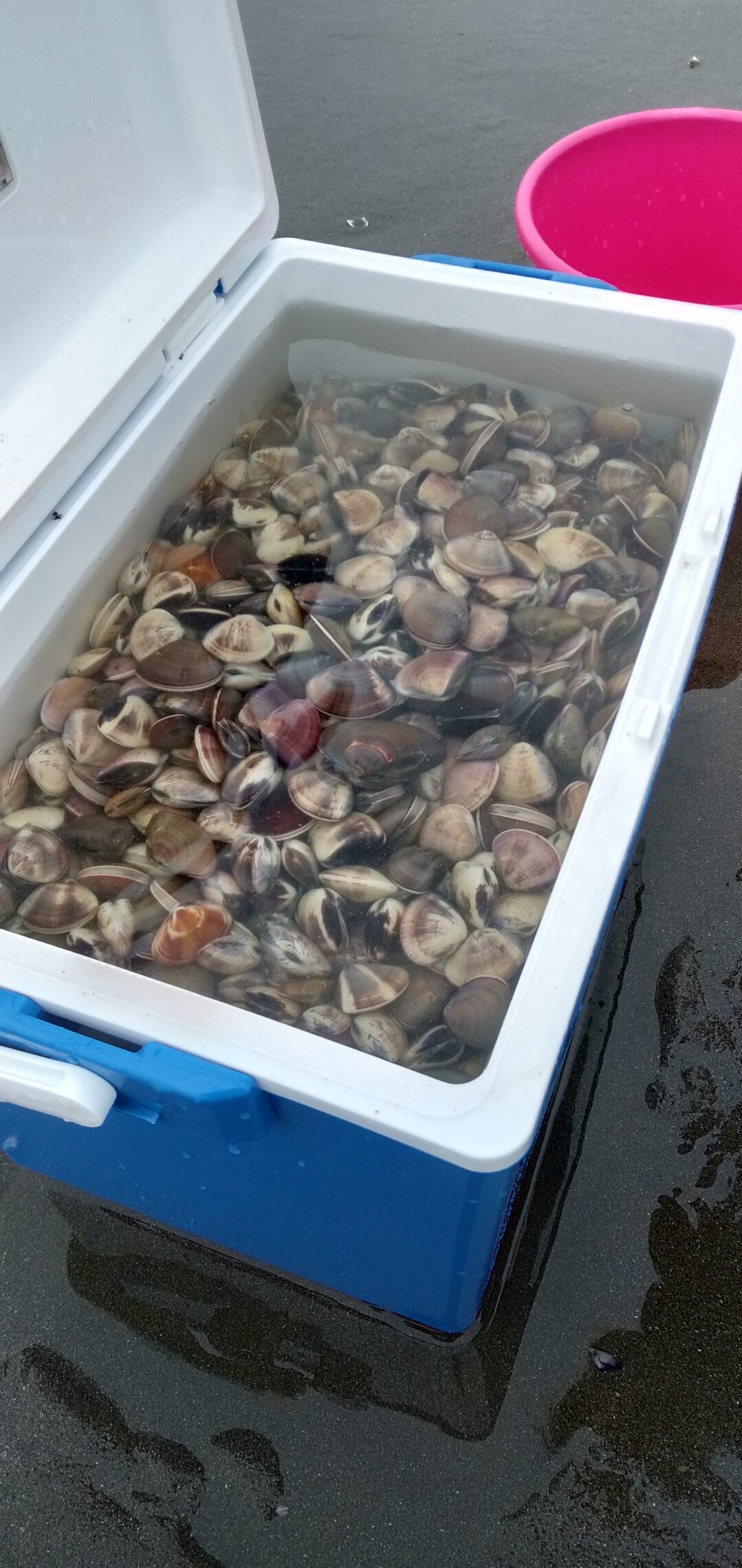 今日もハマグリ大漁ー♪ 最近ずっと大洗... / kei21さんのモーメント | YAMAP / ヤマップ