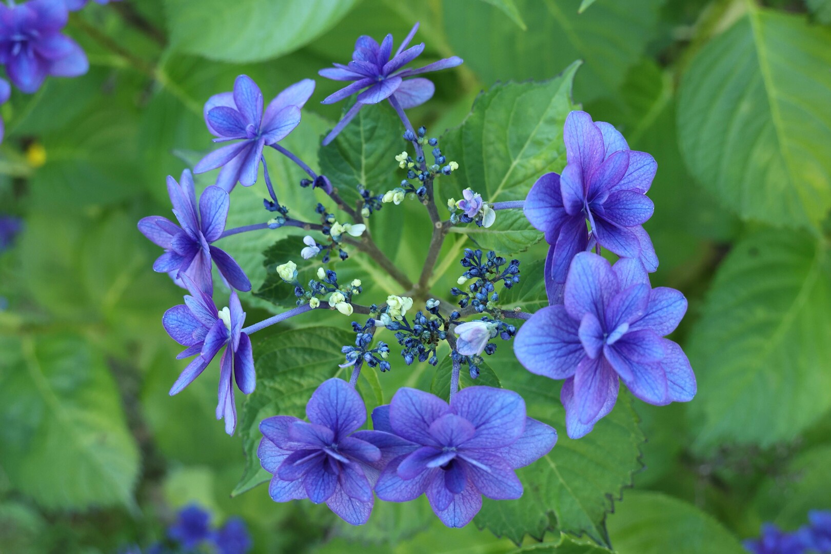 ﾘﾄﾙﾜｰﾙﾄﾞ満喫 / akatoh_waoさんのウォーキングの活動データ | YAMAP / ヤマップ