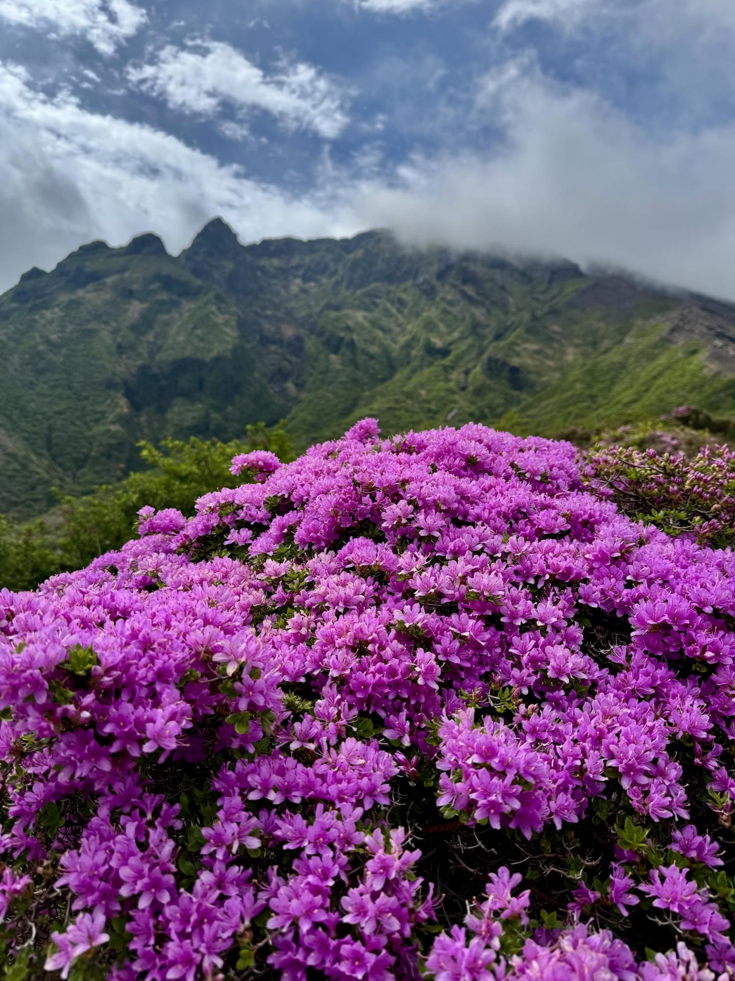 今年初のMKで接待 仙酔峡 / モロDCさんのウォーキングの活動データ | YAMAP / ヤマップ