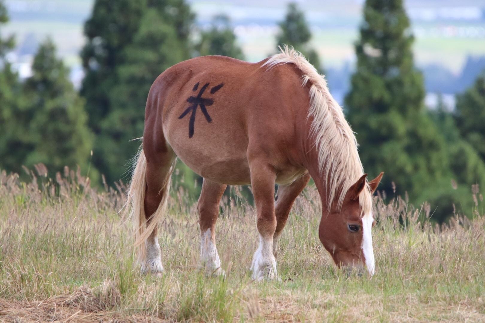 阿蘇で出逢った動物 🐎🐴 🐃 ... / hideさんのモーメント | YAMAP / ヤマップ