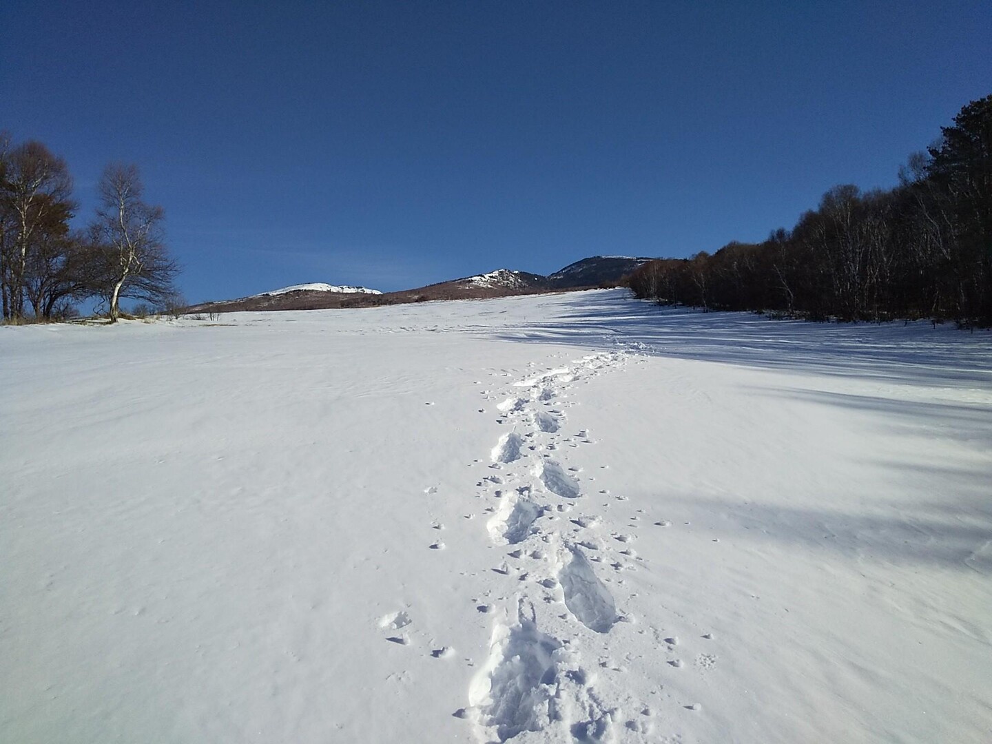 四阿高原 スノーハイク / moozさんの四阿山・根子岳の活動データ | YAMAP / ヤマップ